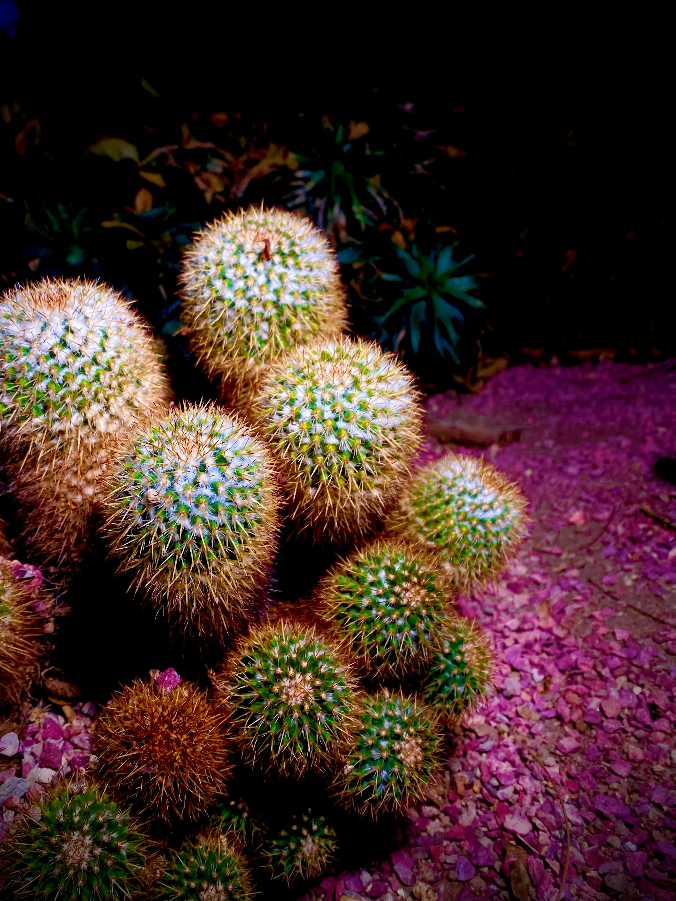 Gerald Ho – Fotografia