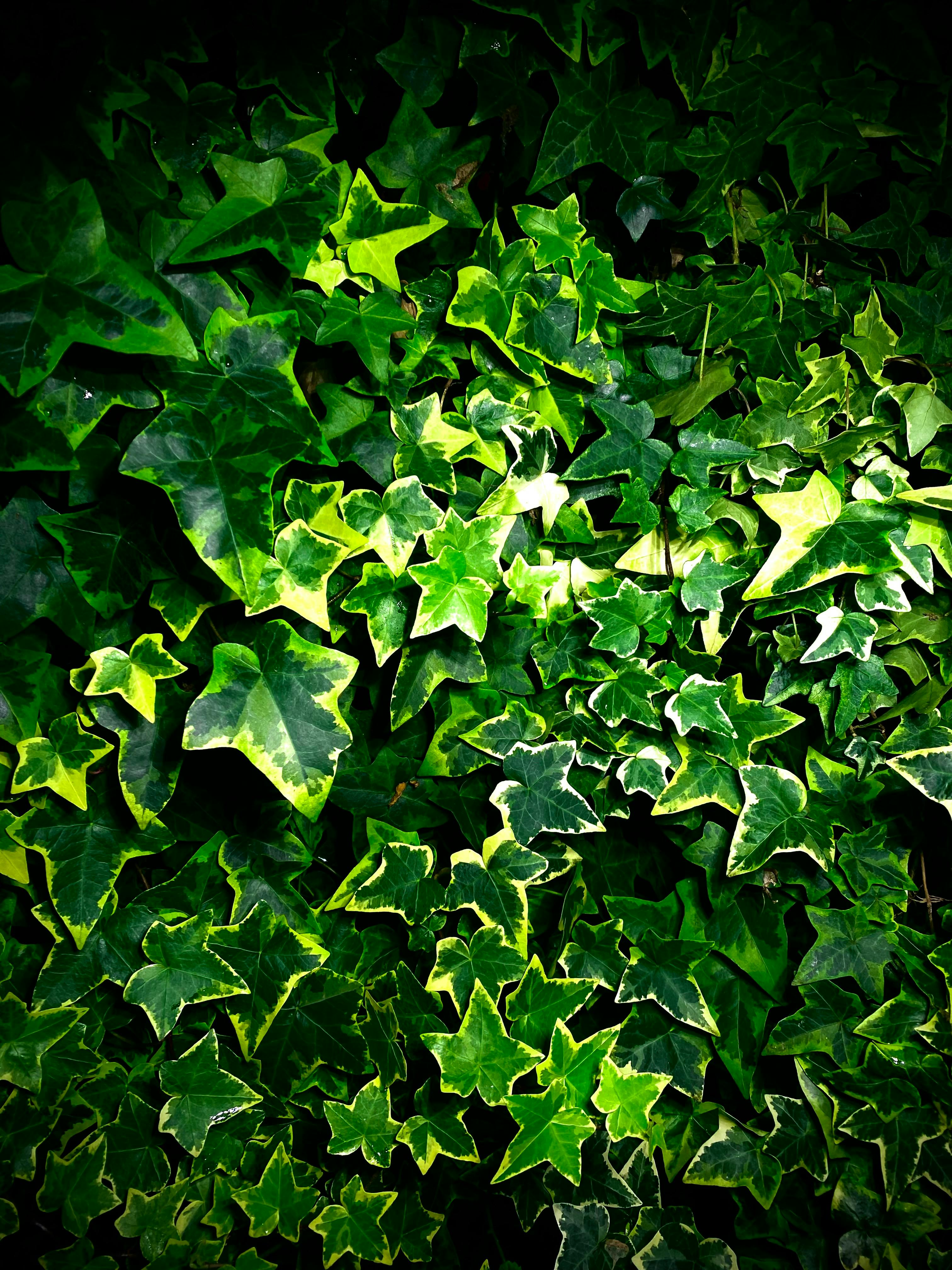 Gerald Ho – Fotografia