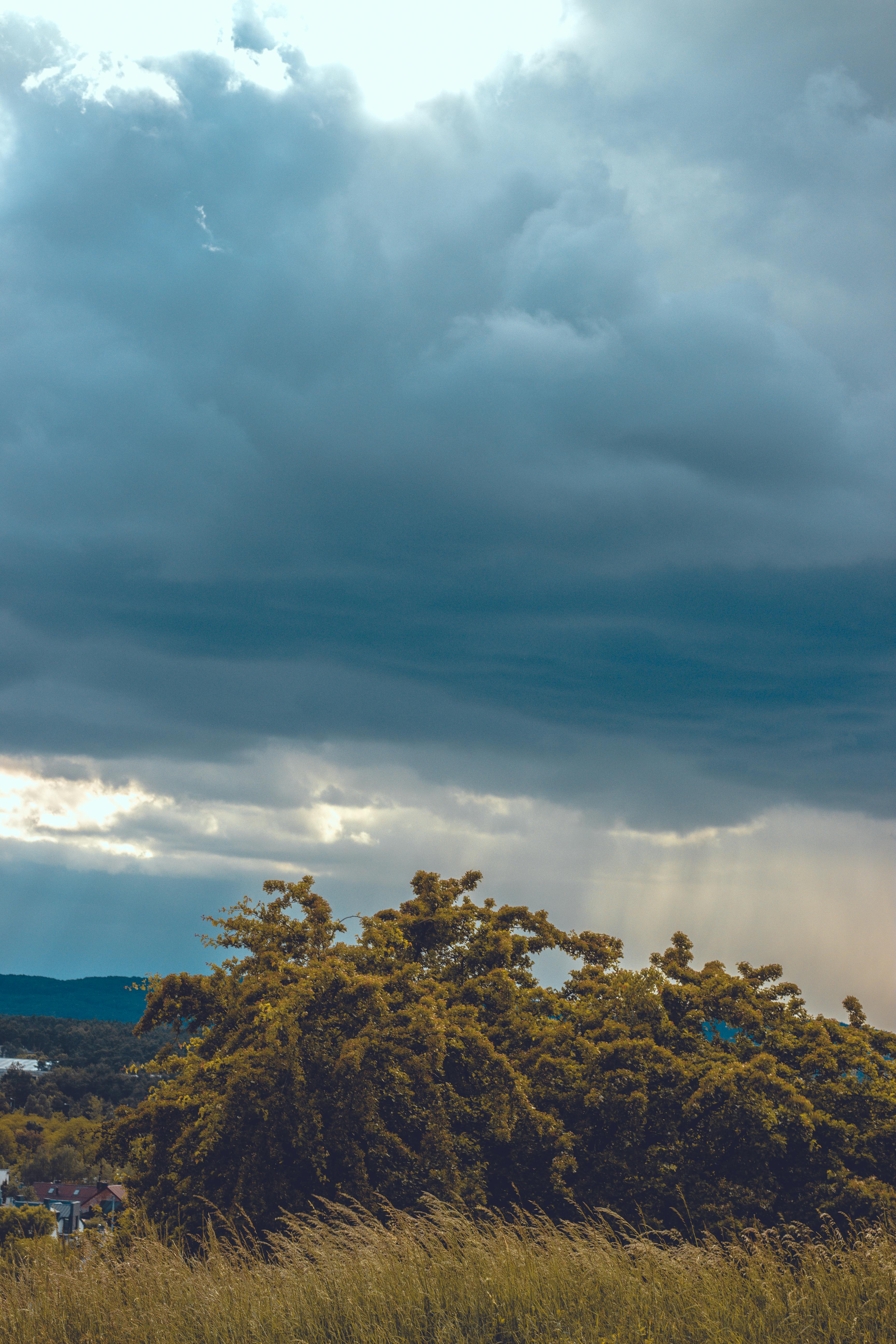 Rain Clouds over Trees · Free Stock Photo