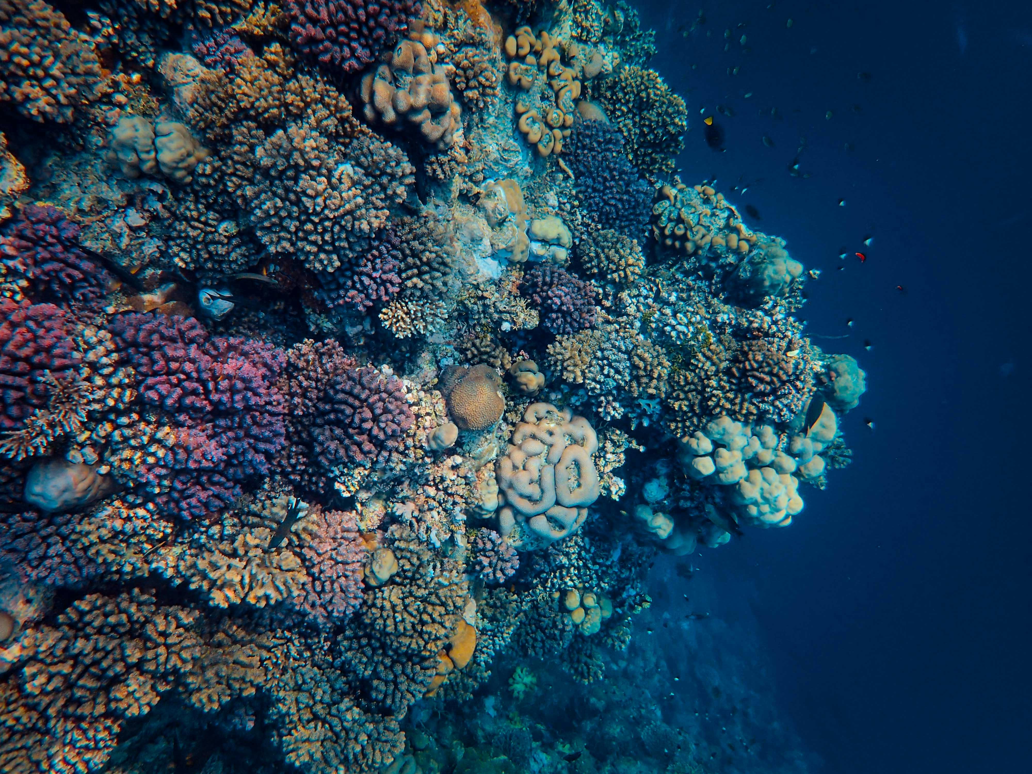 Texture of a Coral Reef in the Navy Blue Ocean · Free Stock Photo