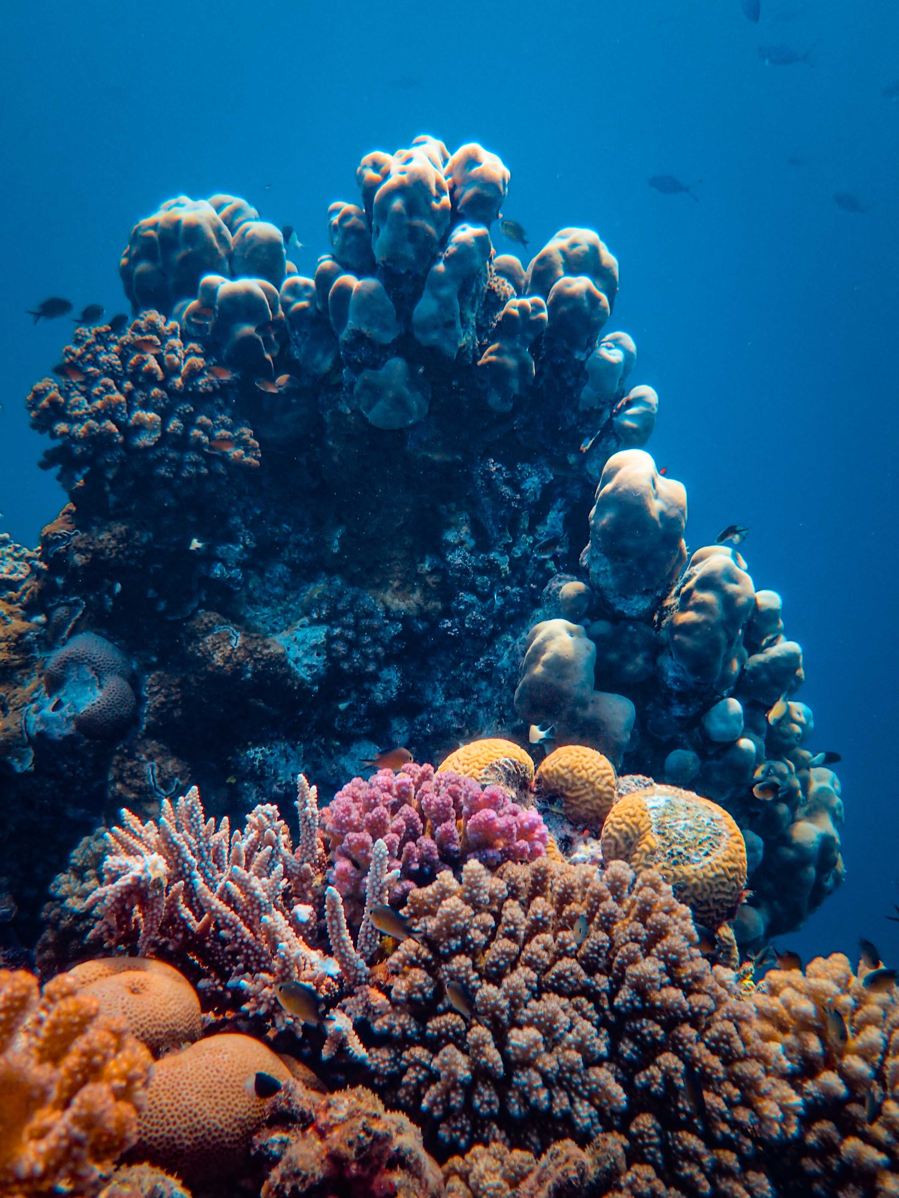 Underwater Coral Reef Photograph · Free Stock Photo