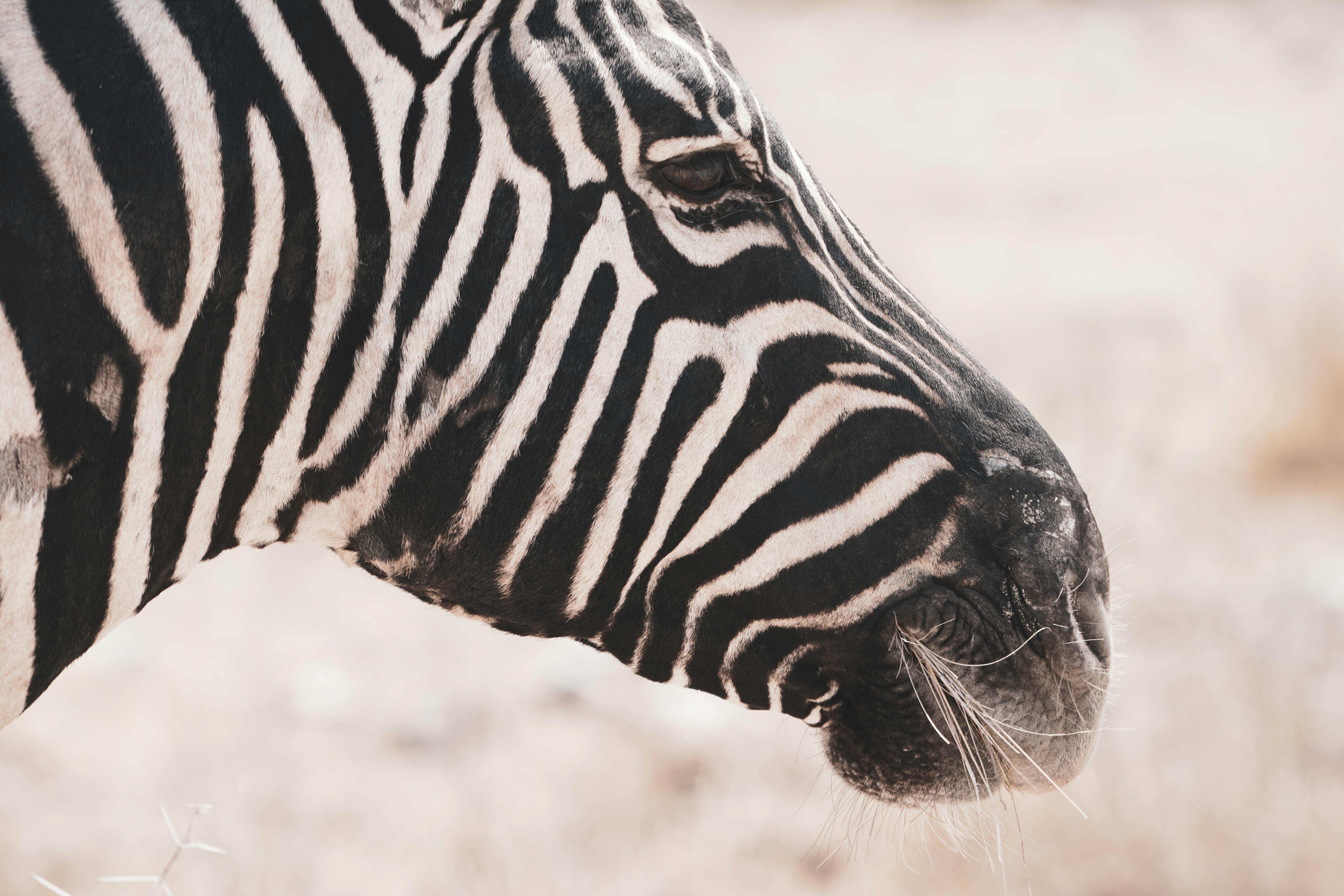 Black and White Zebra · Free Stock Photo