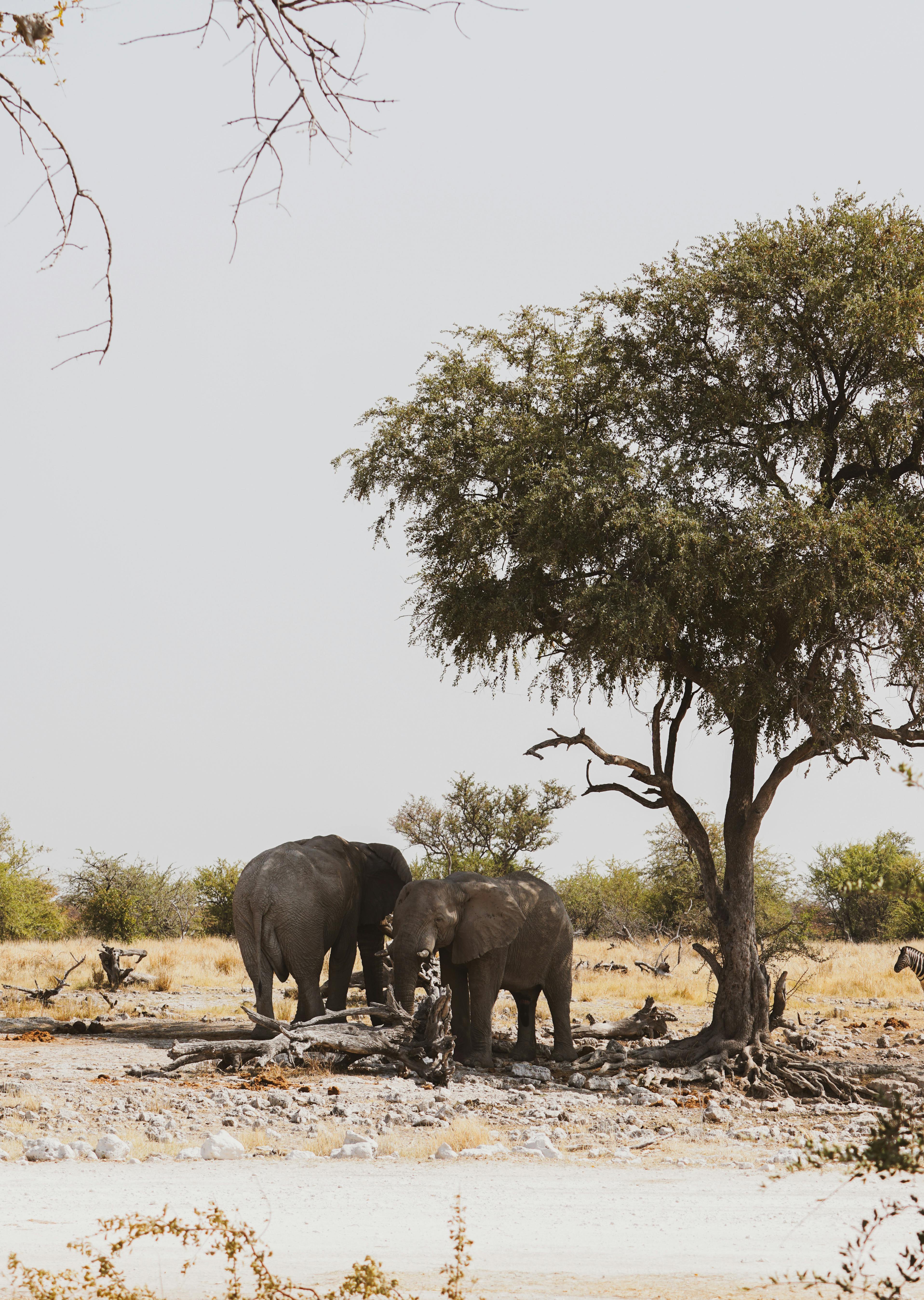 African Bush Elephants Under a Tree by the Road Through Savannah · Free ...