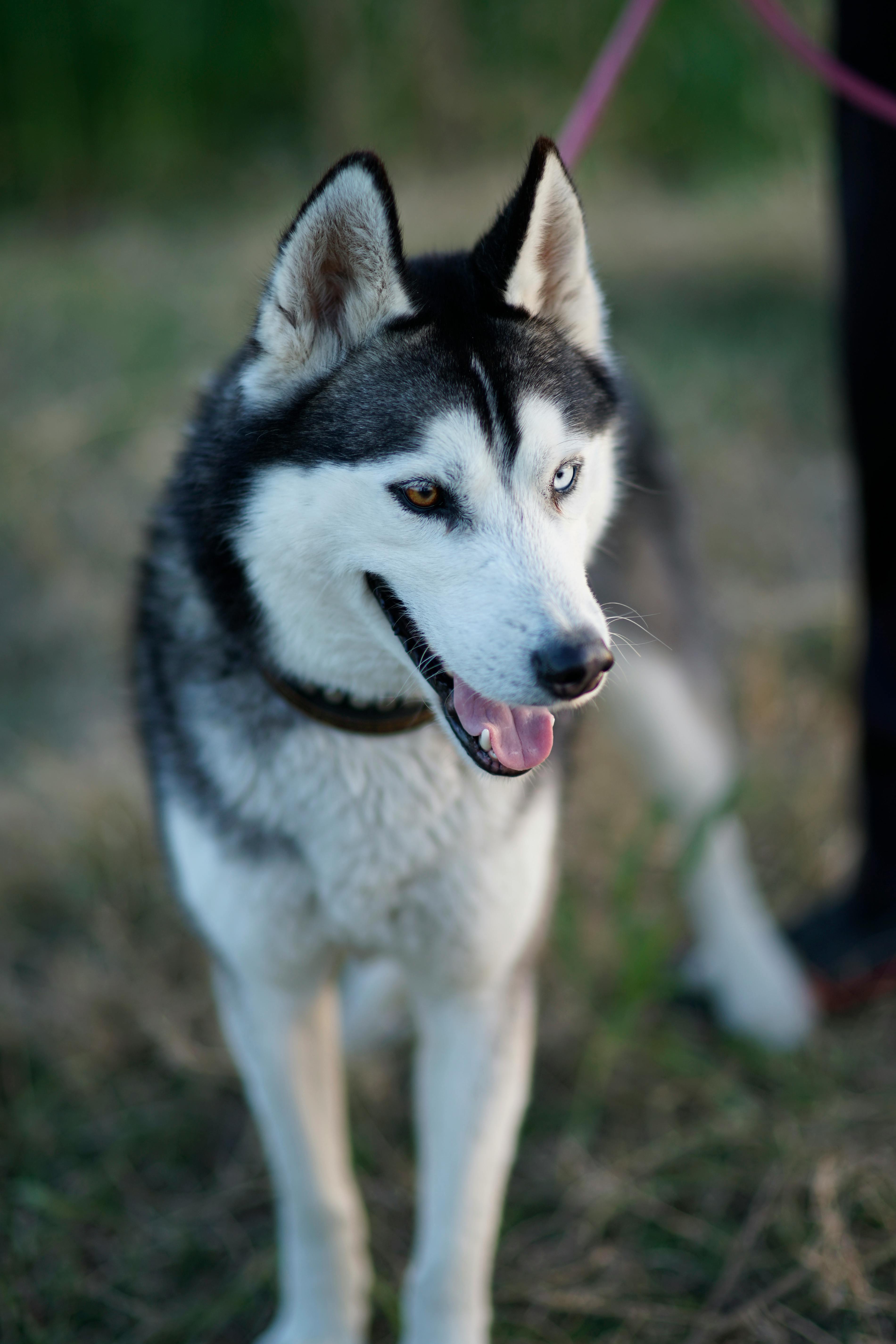 Portrait of Husky · Free Stock Photo