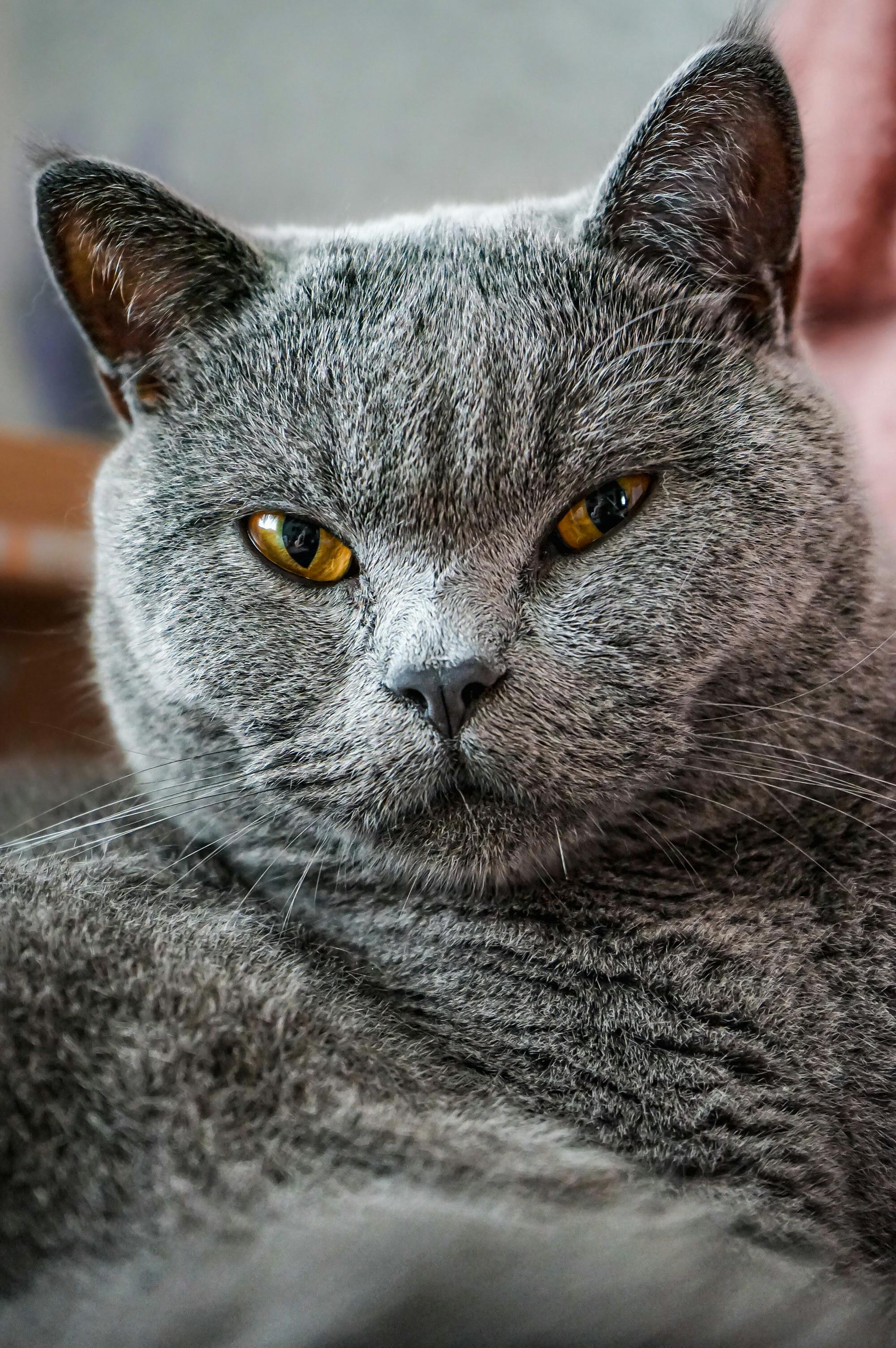 Mischievous Look Photos, Download The BEST Free Mischievous Look Stock ...