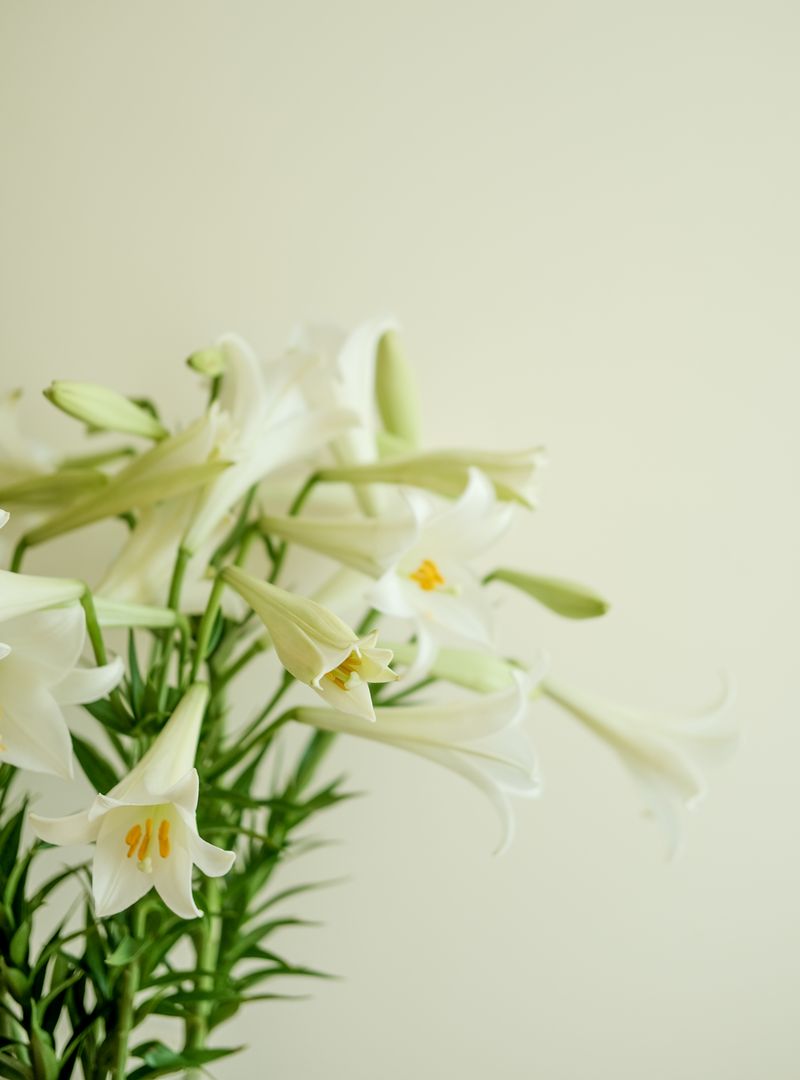 Easter Lily Photos, Download The BEST Free Easter Lily Stock Photos ...