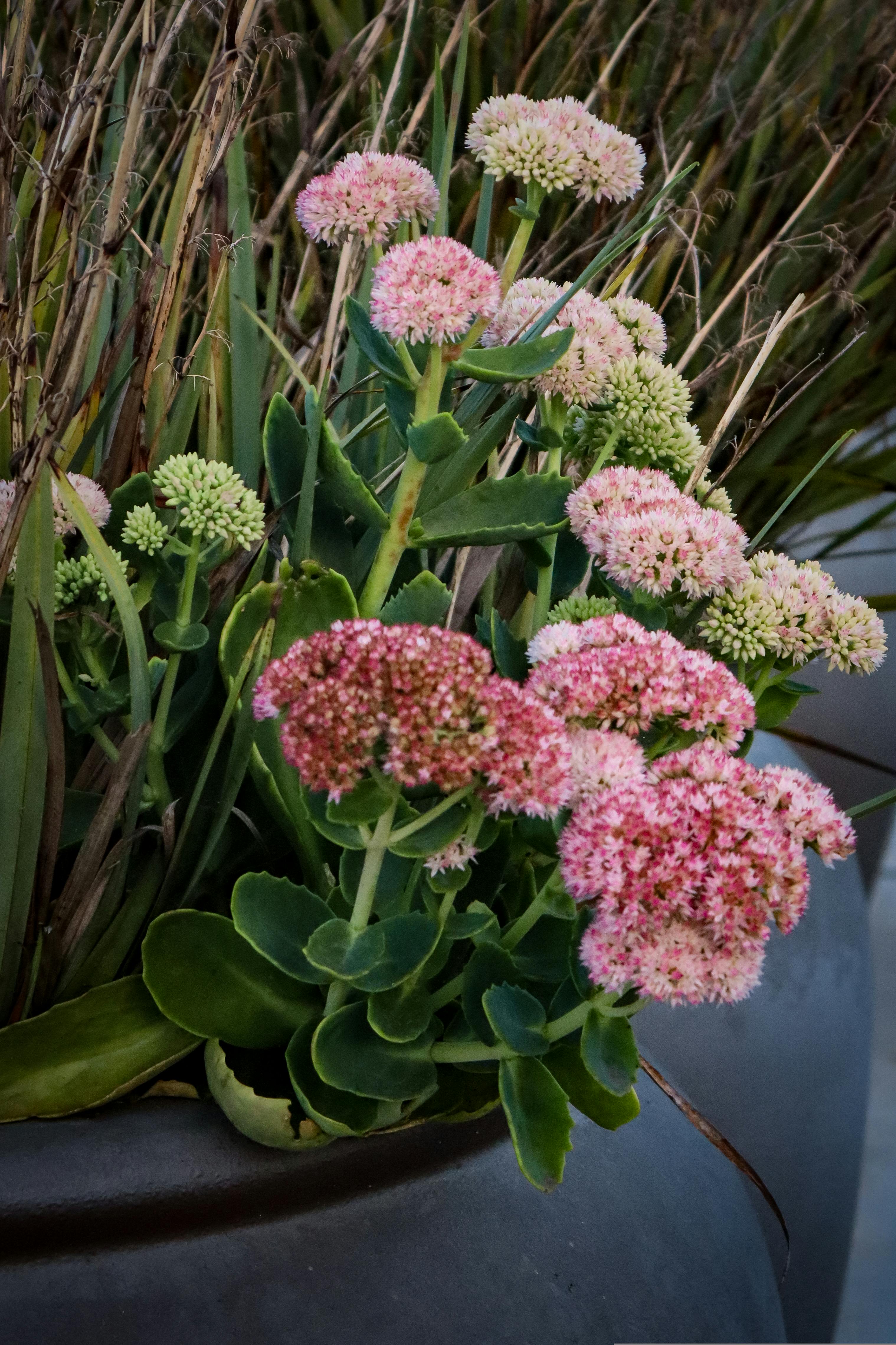 Photo of a Blue Cynoglossum Amabile Flower · Free Stock Photo