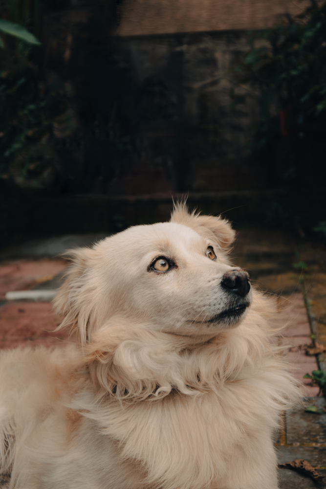 3000+ Fotos y Imágenes de Perro Gratis · Banco de Imágenes Gratis · Pexels