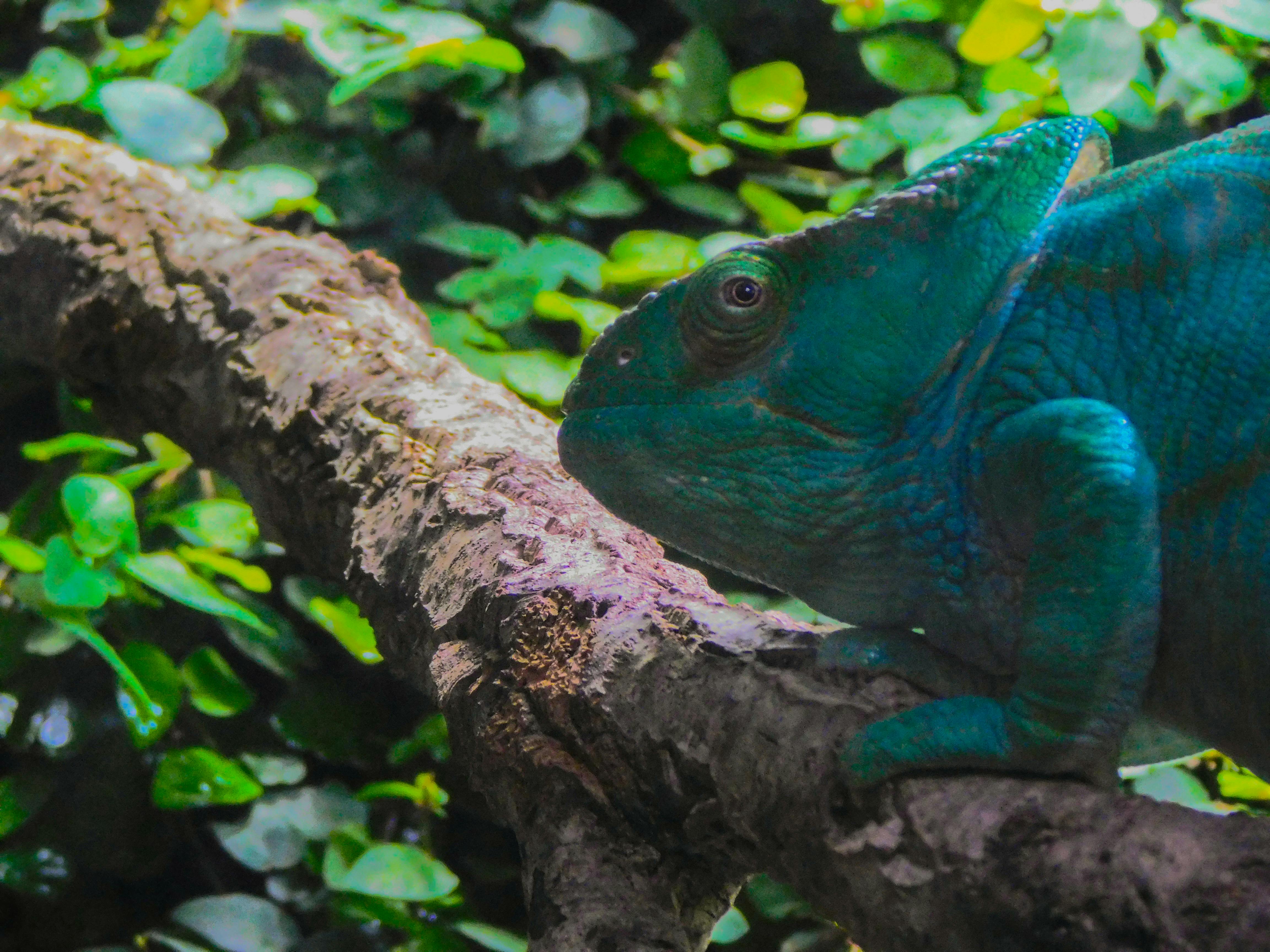 x Pyxis x - Photography