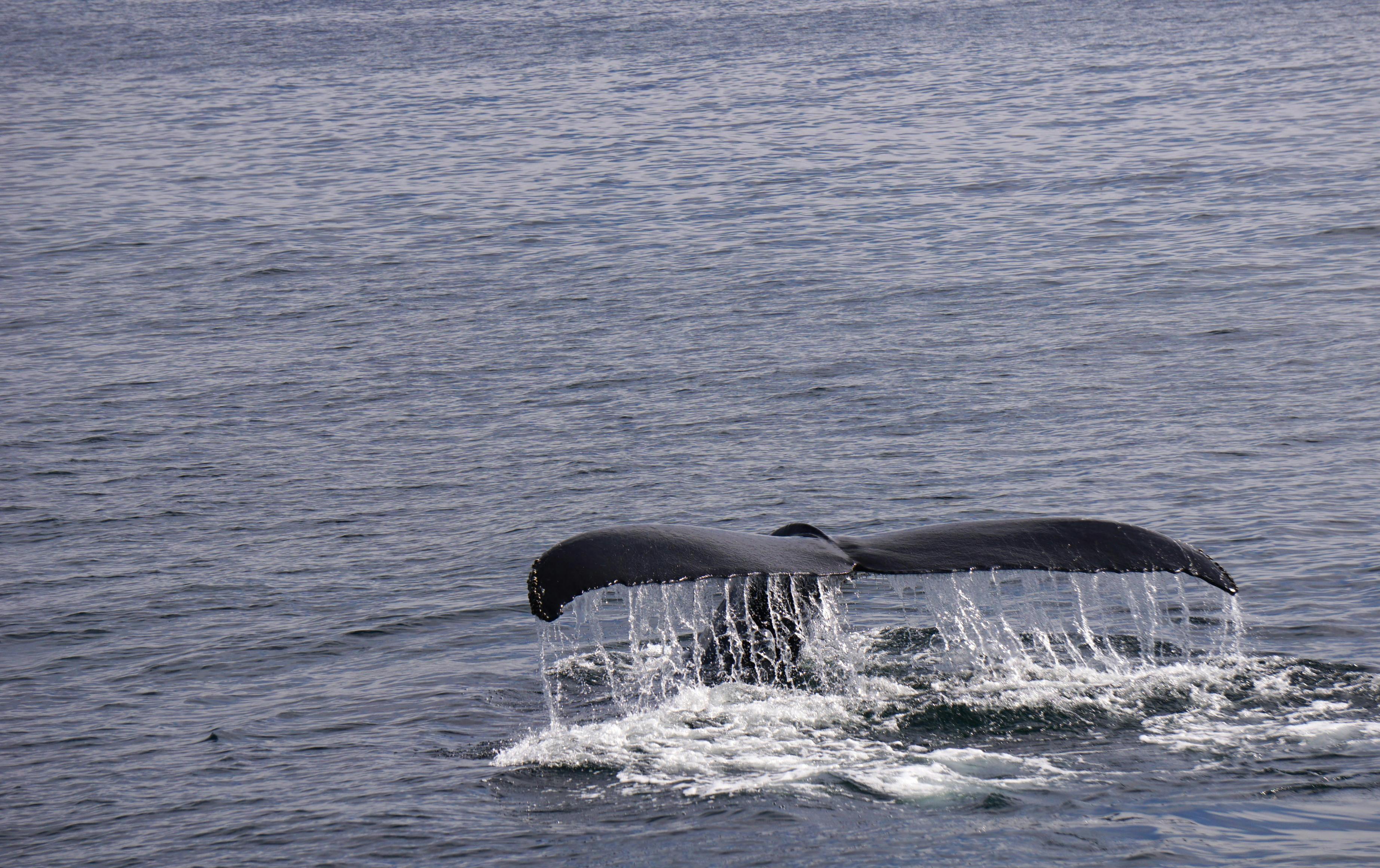 Whale Swimming Underwater · Free Stock Photo