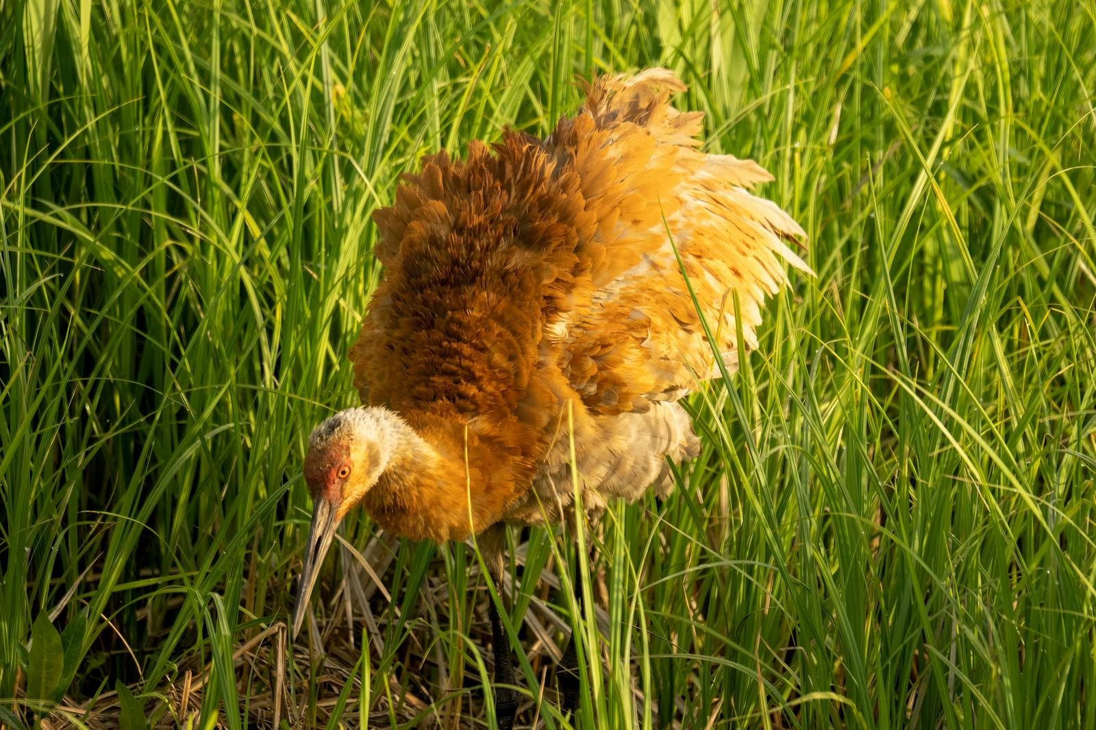 Foraging Photos, Download The BEST Free Foraging Stock Photos & HD Images