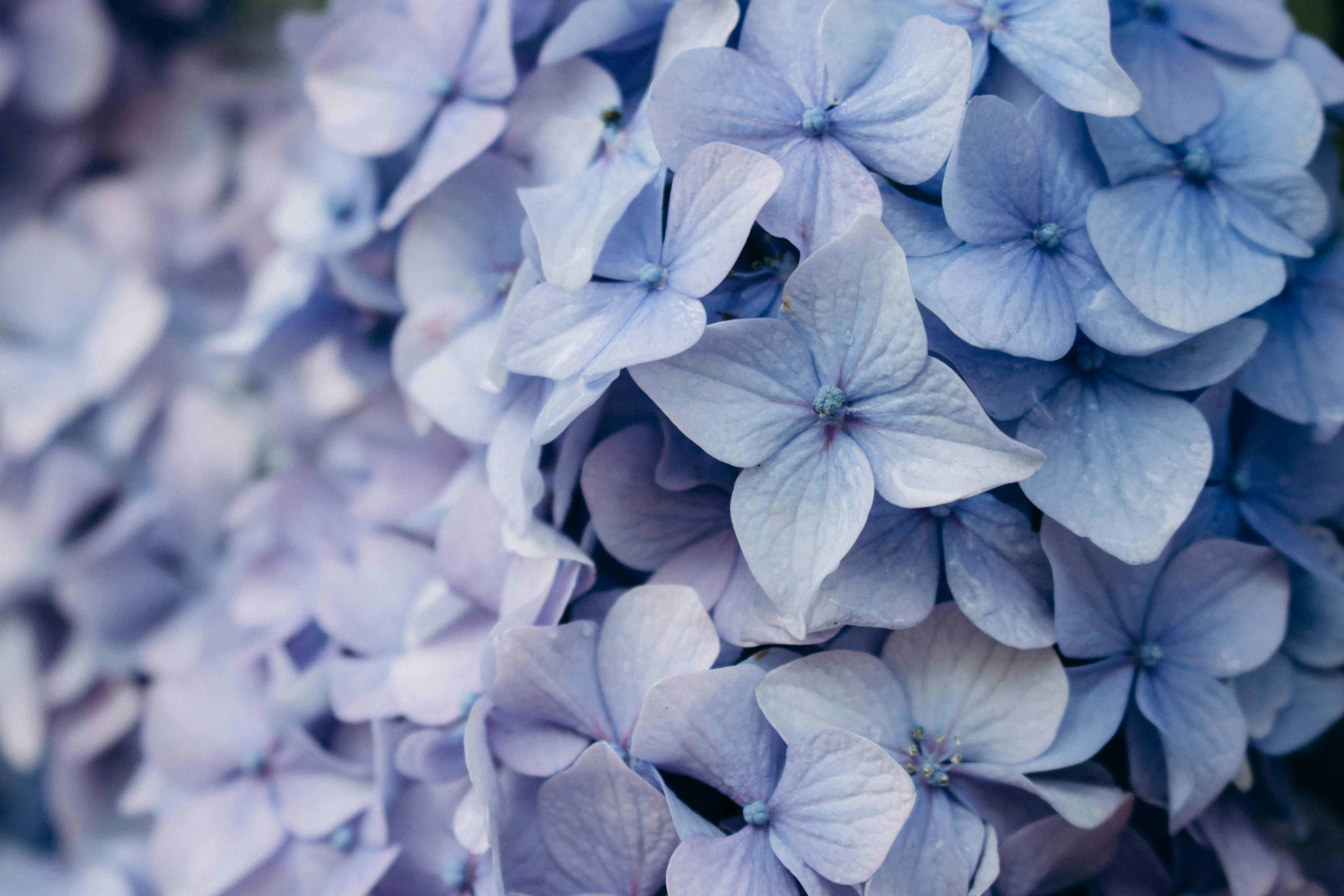 Blue Flowers Petals · Free Stock Photo