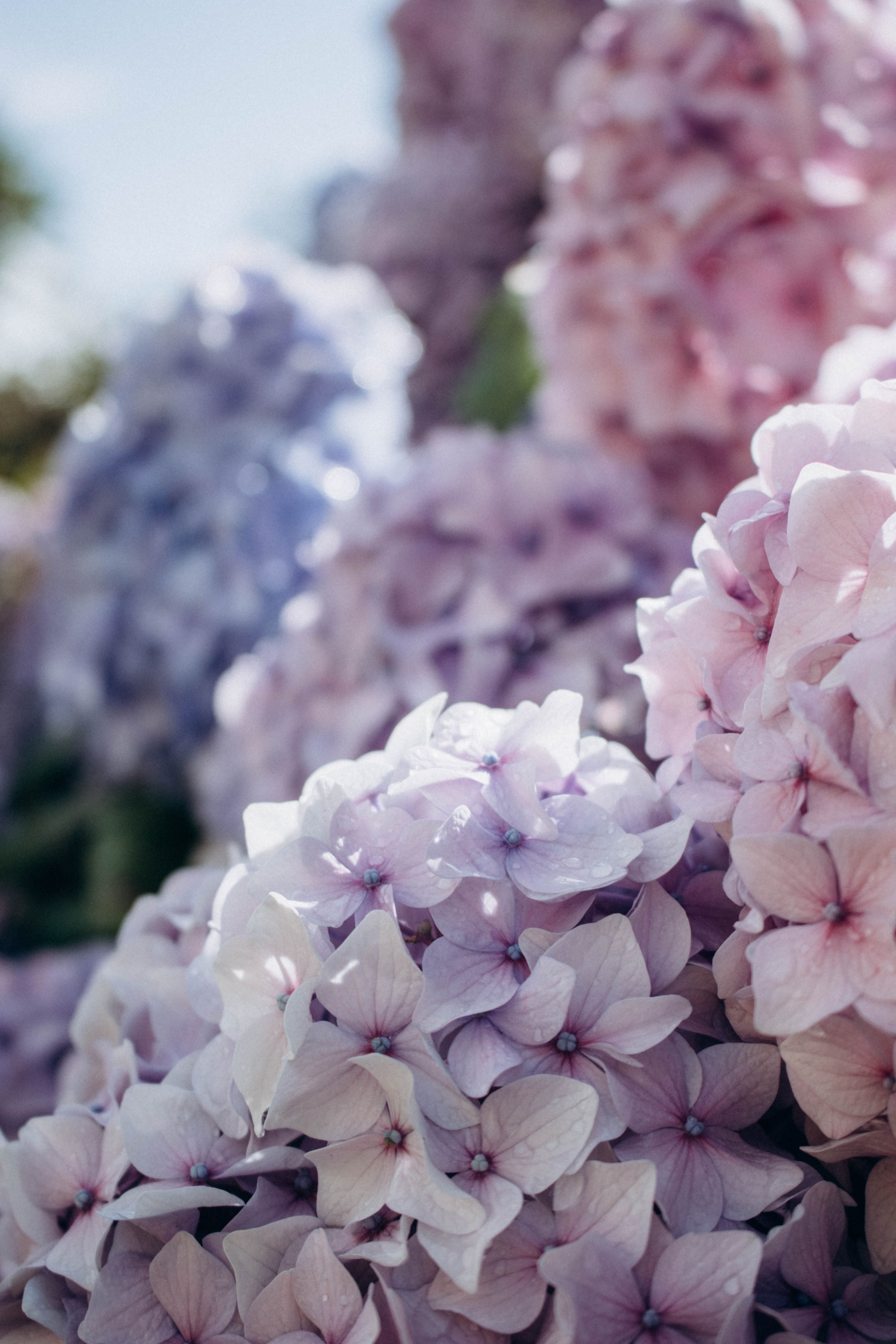 Blooming Hydrangea in Close Up · Free Stock Photo