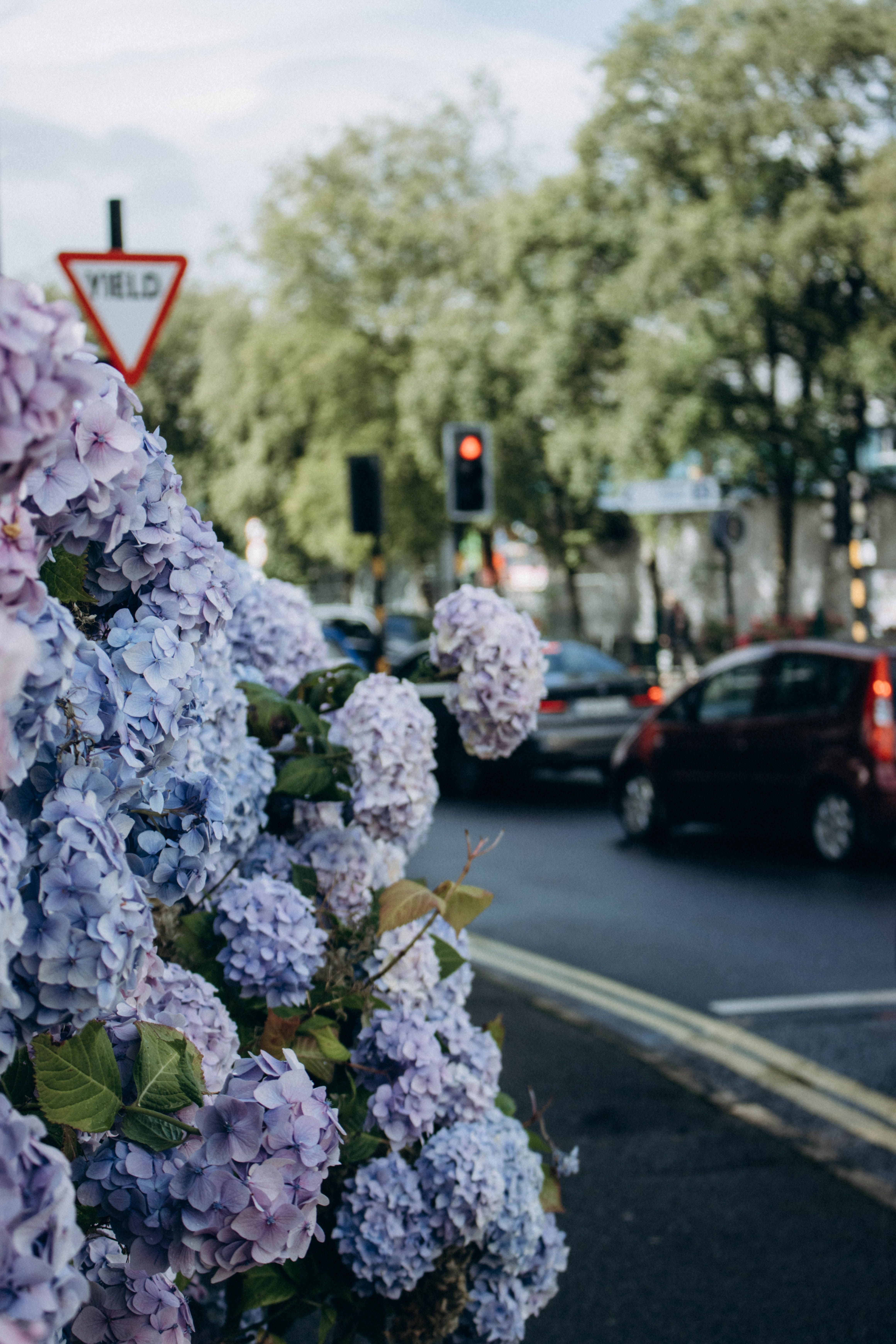 Blooming Hydrangea by Street · Free Stock Photo