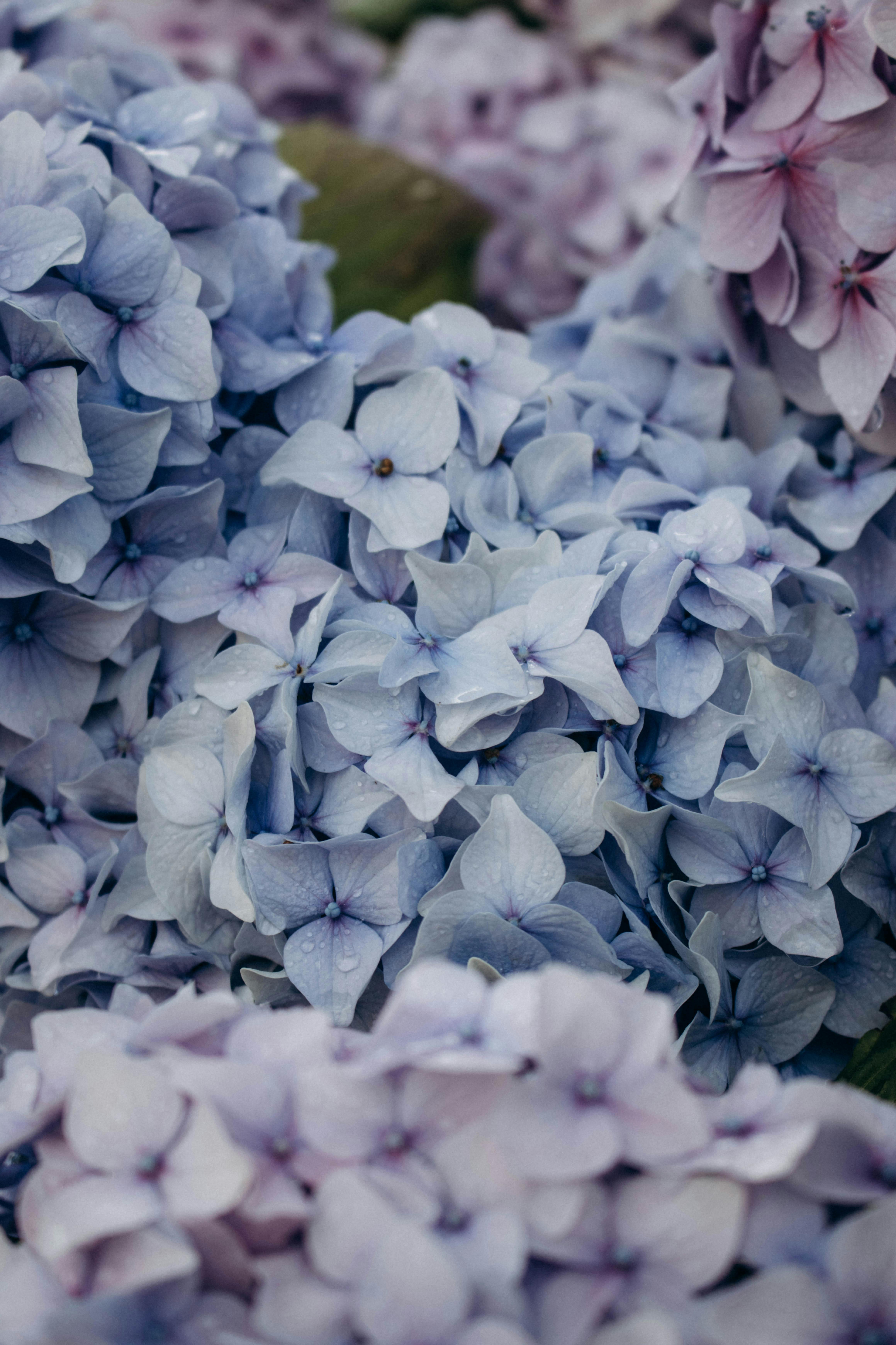 Close Up of Blue Flower · Free Stock Photo