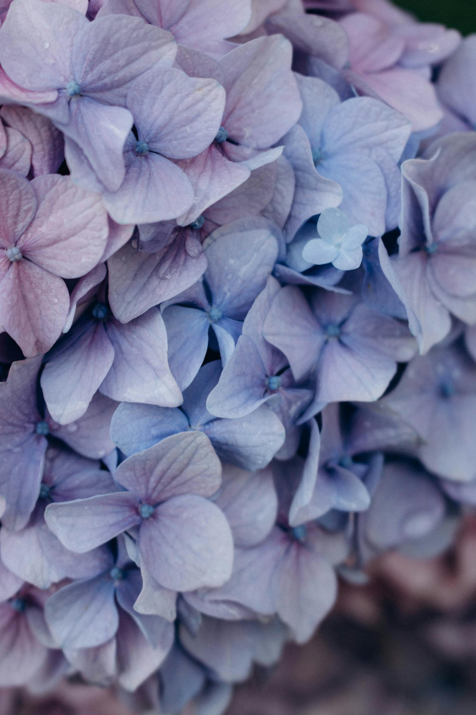 Purple Hydrangea Flowers Photos, Download The BEST Free Purple ...
