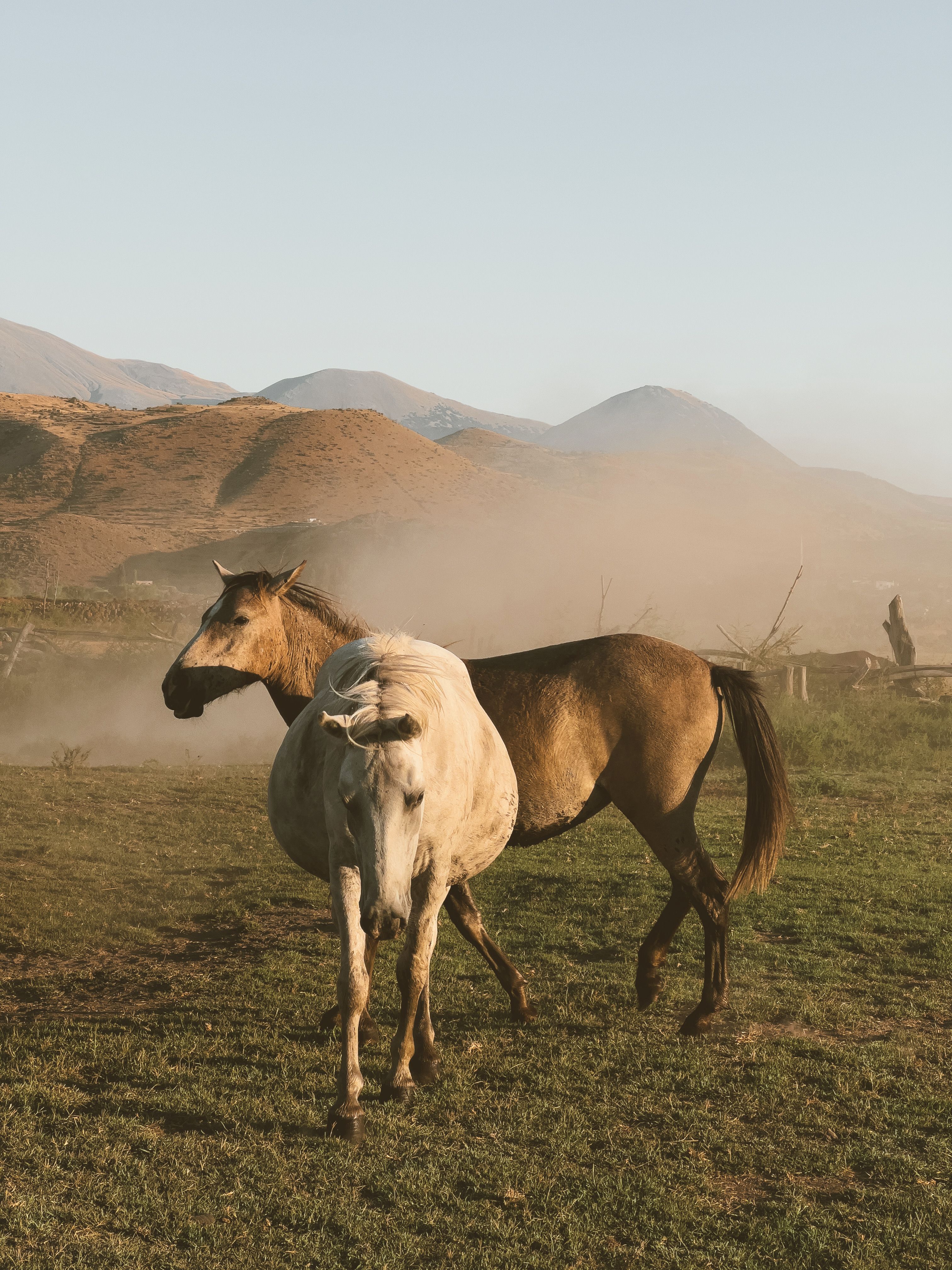 Horses in Countryside · Free Stock Photo
