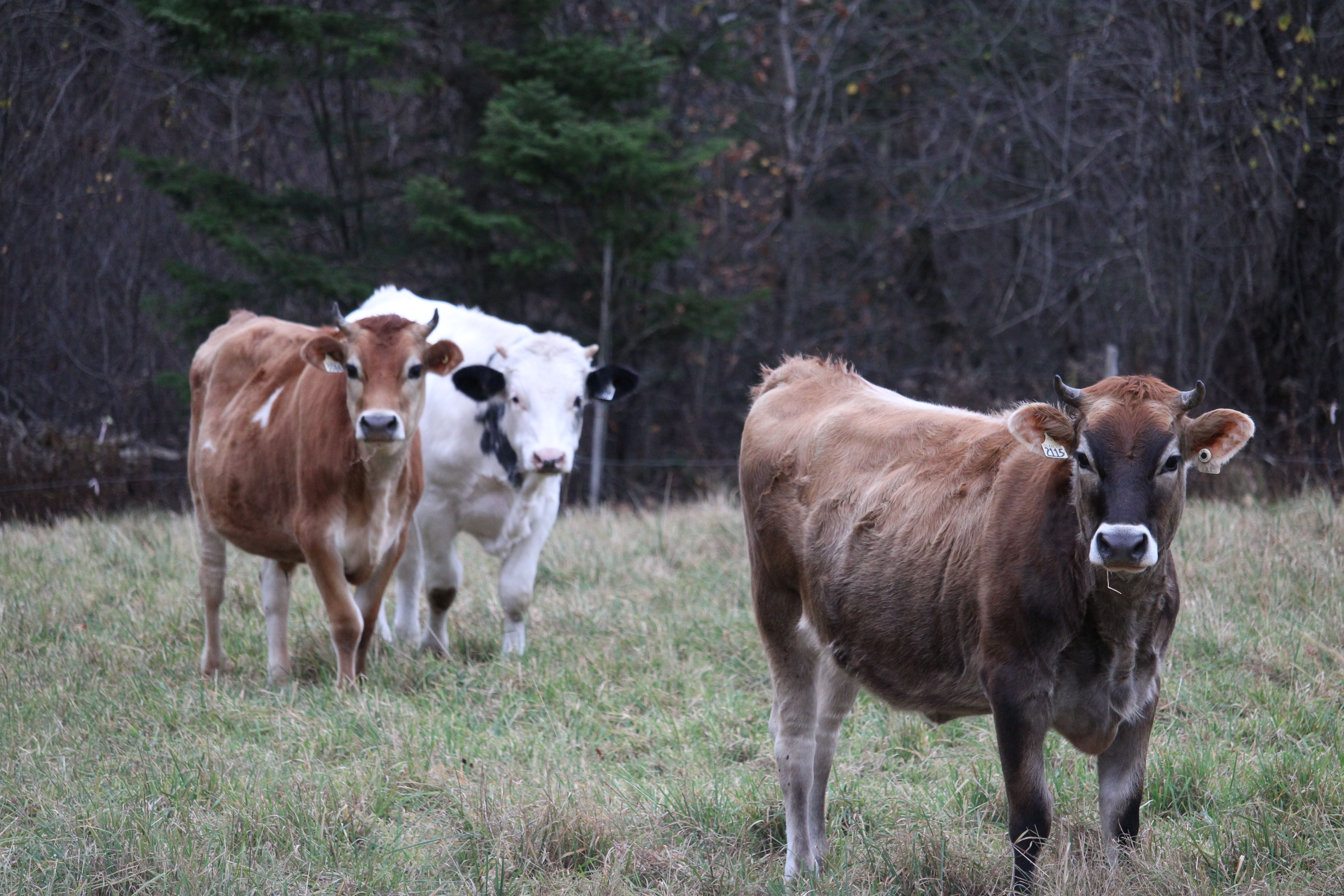 Cows on a Meadow · Free Stock Photo