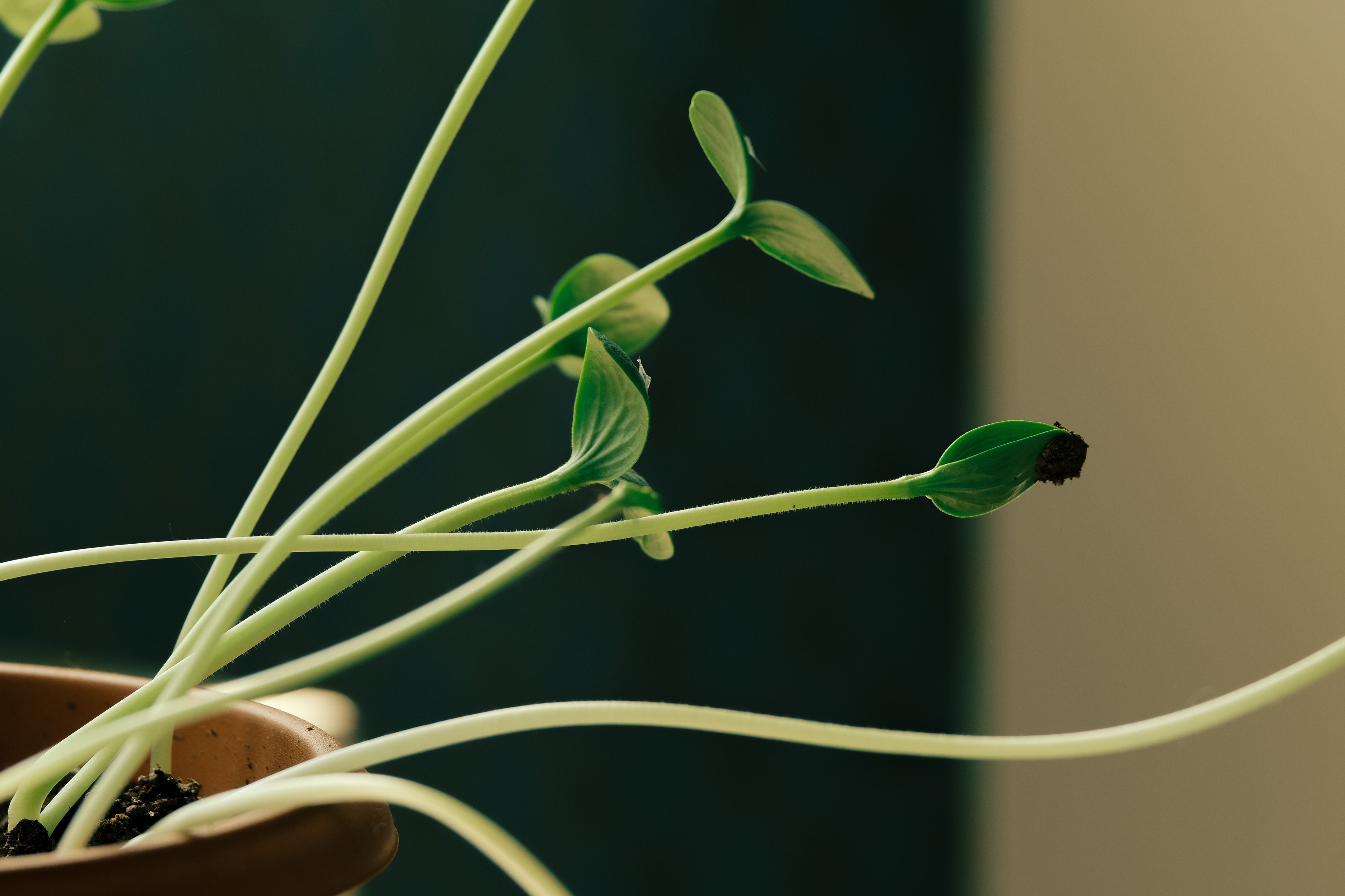 Budding Leaves of Potted Plant · Free Stock Photo