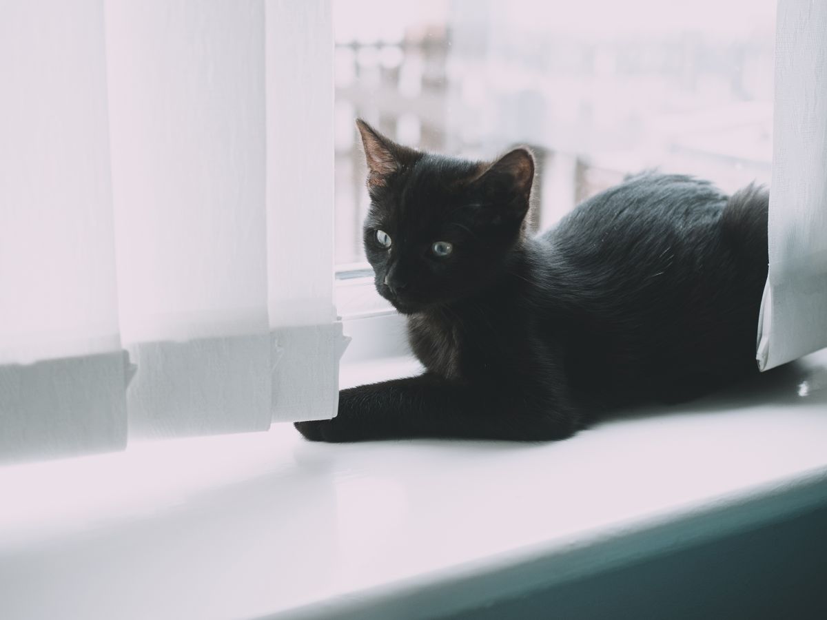Cute Black Cat Photos, Download The BEST Free Cute Black Cat Stock ...