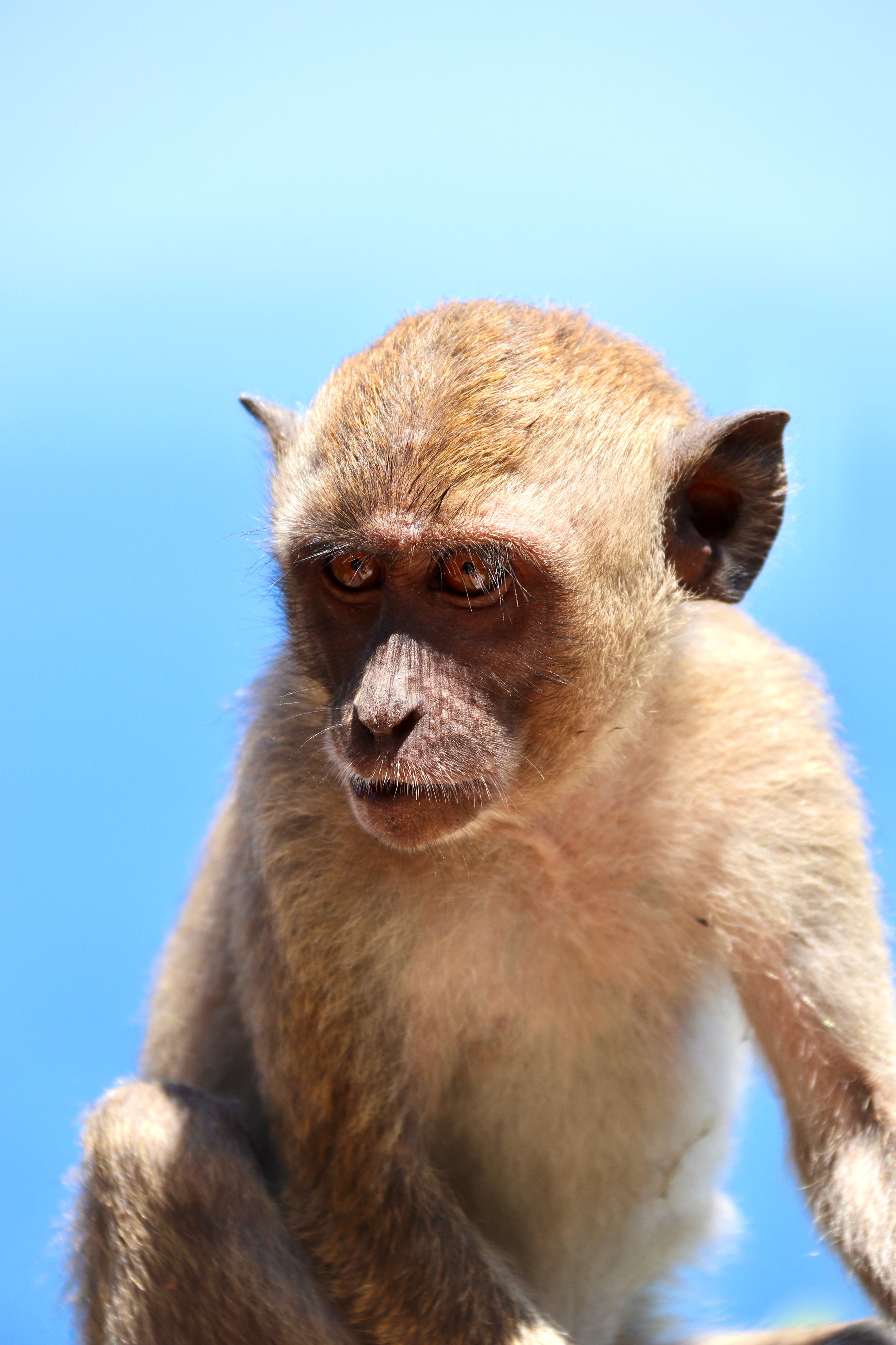 Portrait of Baby Monkey · Free Stock Photo