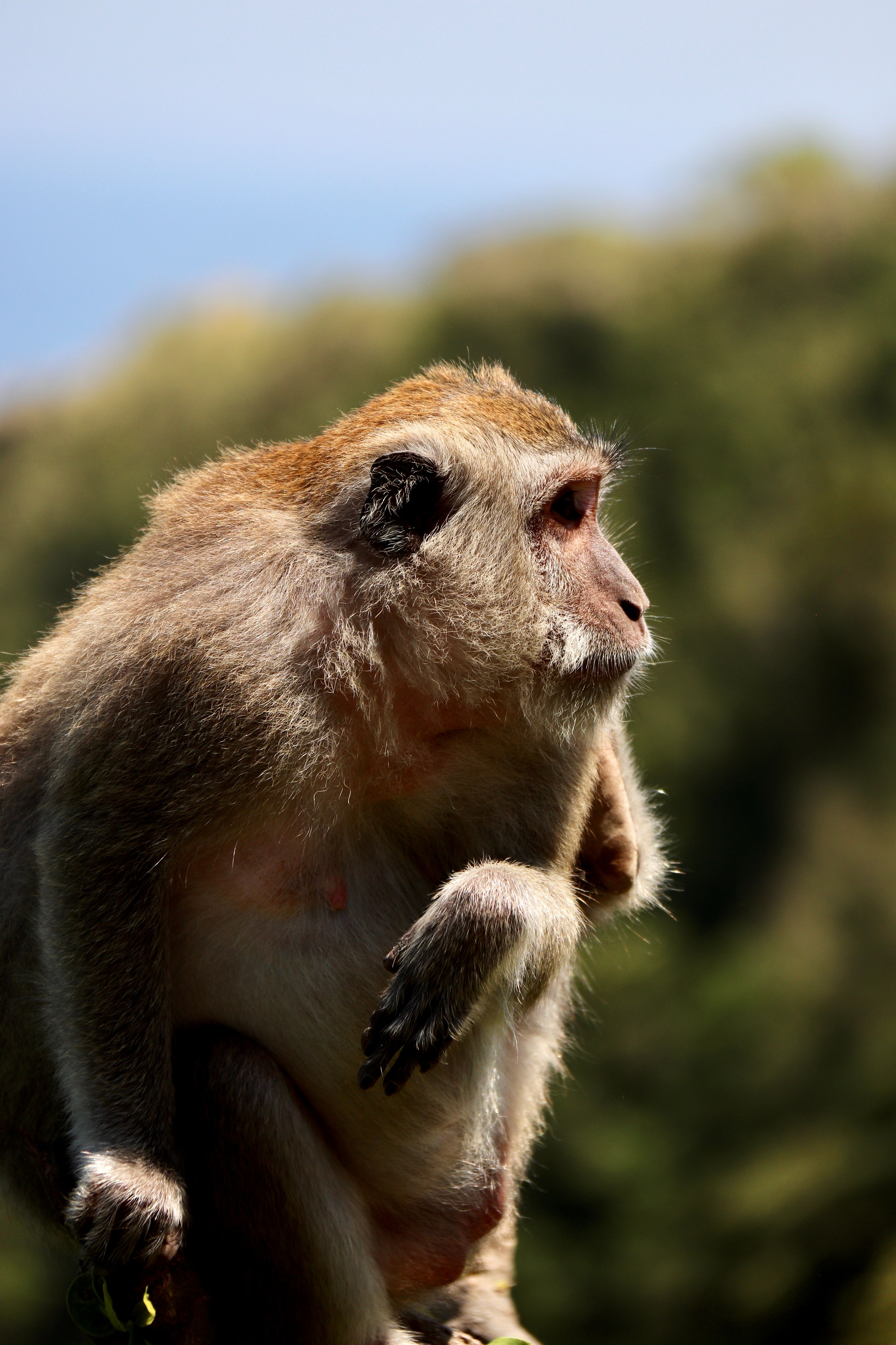 Portrait of Monkey · Free Stock Photo