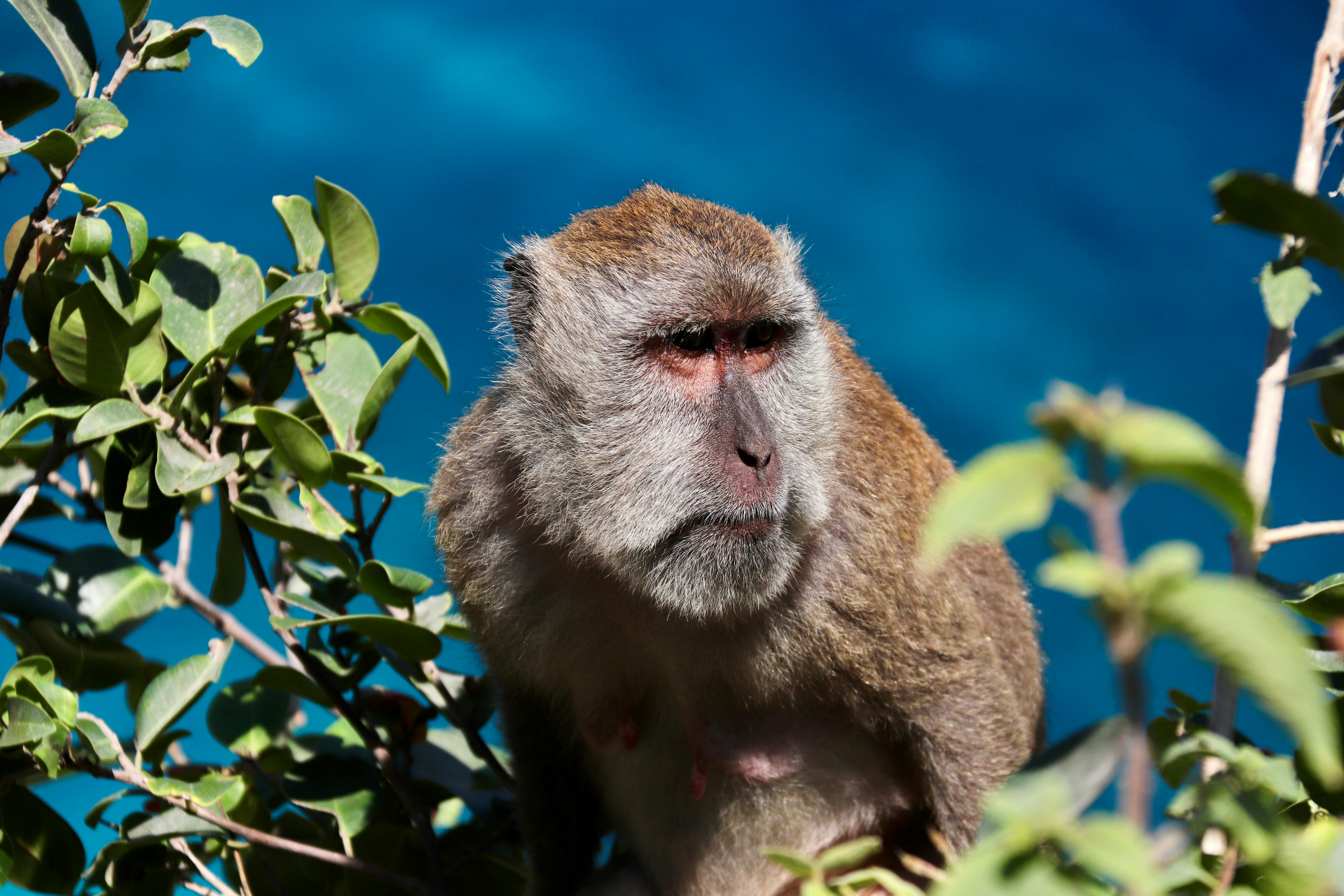 Monkey Mind Photos, Download The BEST Free Monkey Mind Stock Photos ...