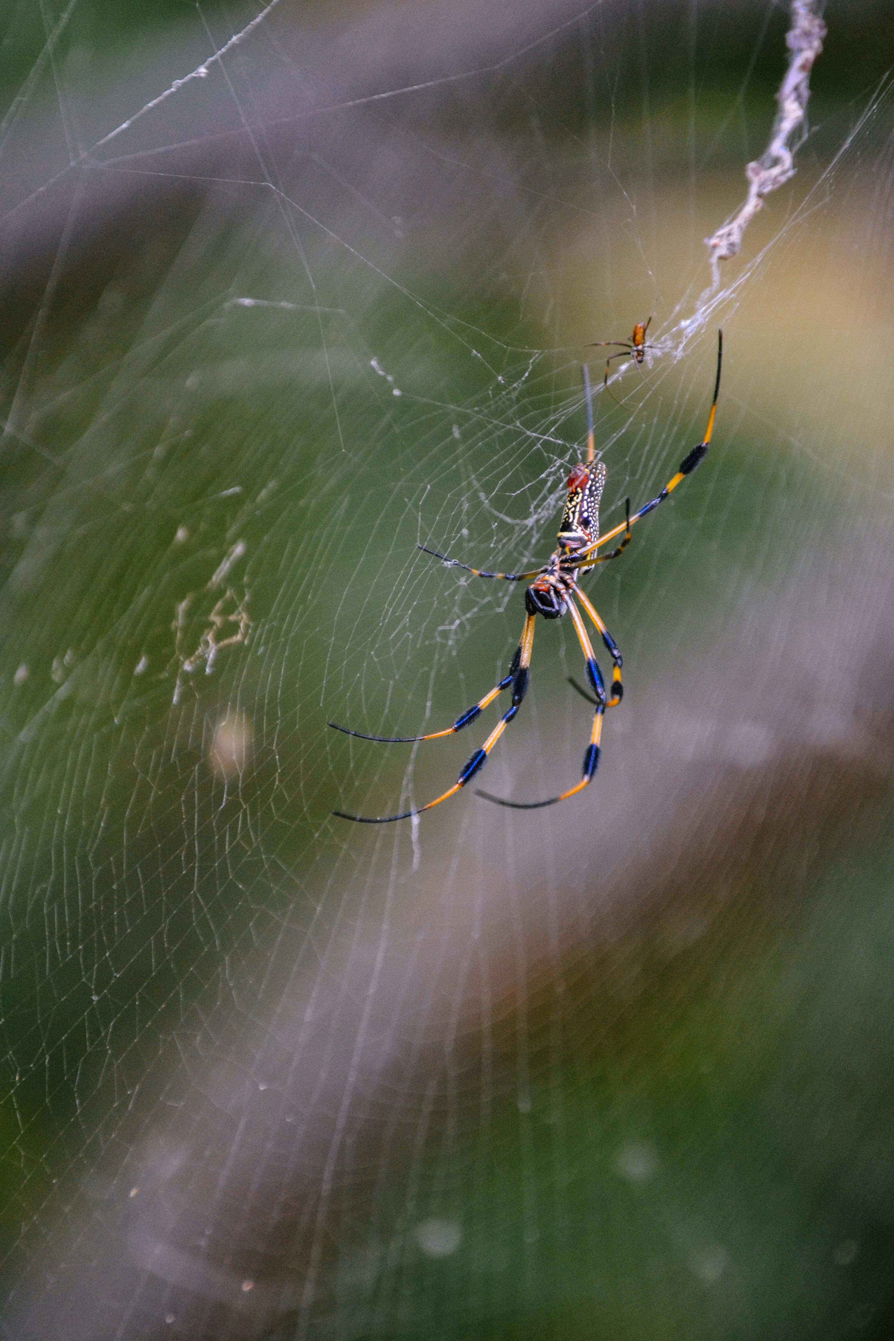 Spider on Spiderweb · Free Stock Photo
