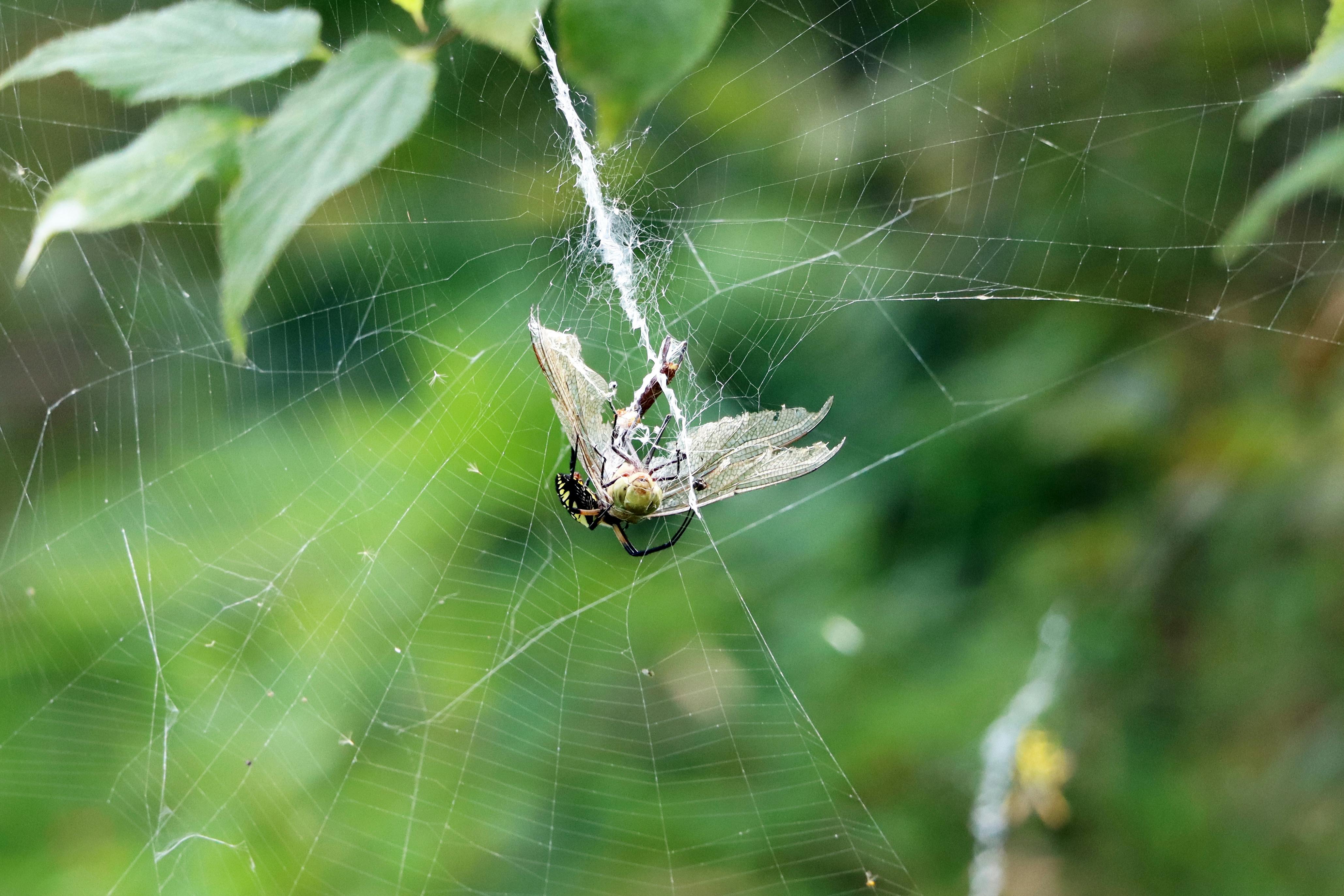 Spider Fighting Photos, Download The BEST Free Spider Fighting Stock ...