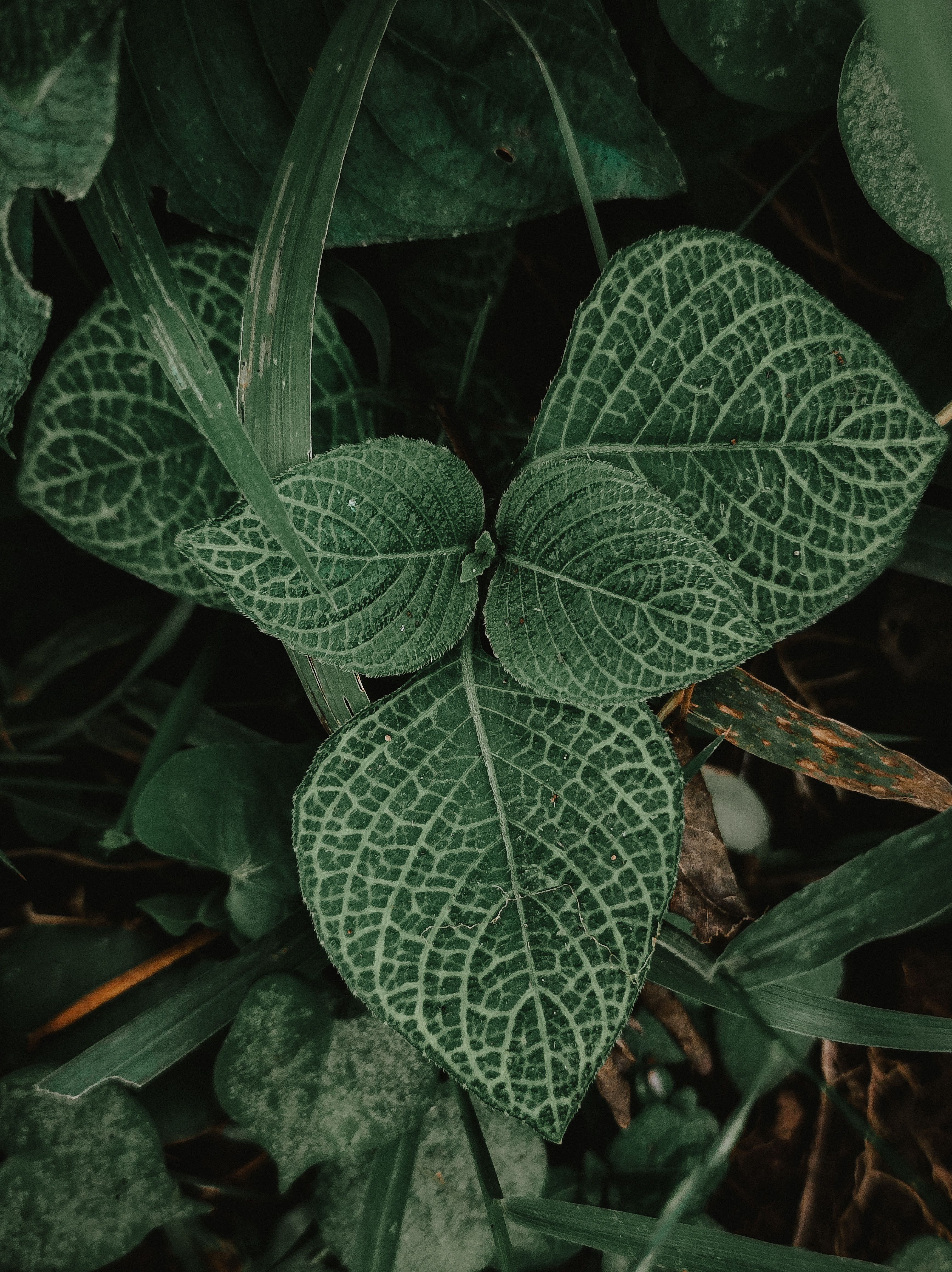 Texture of Leaves · Free Stock Photo