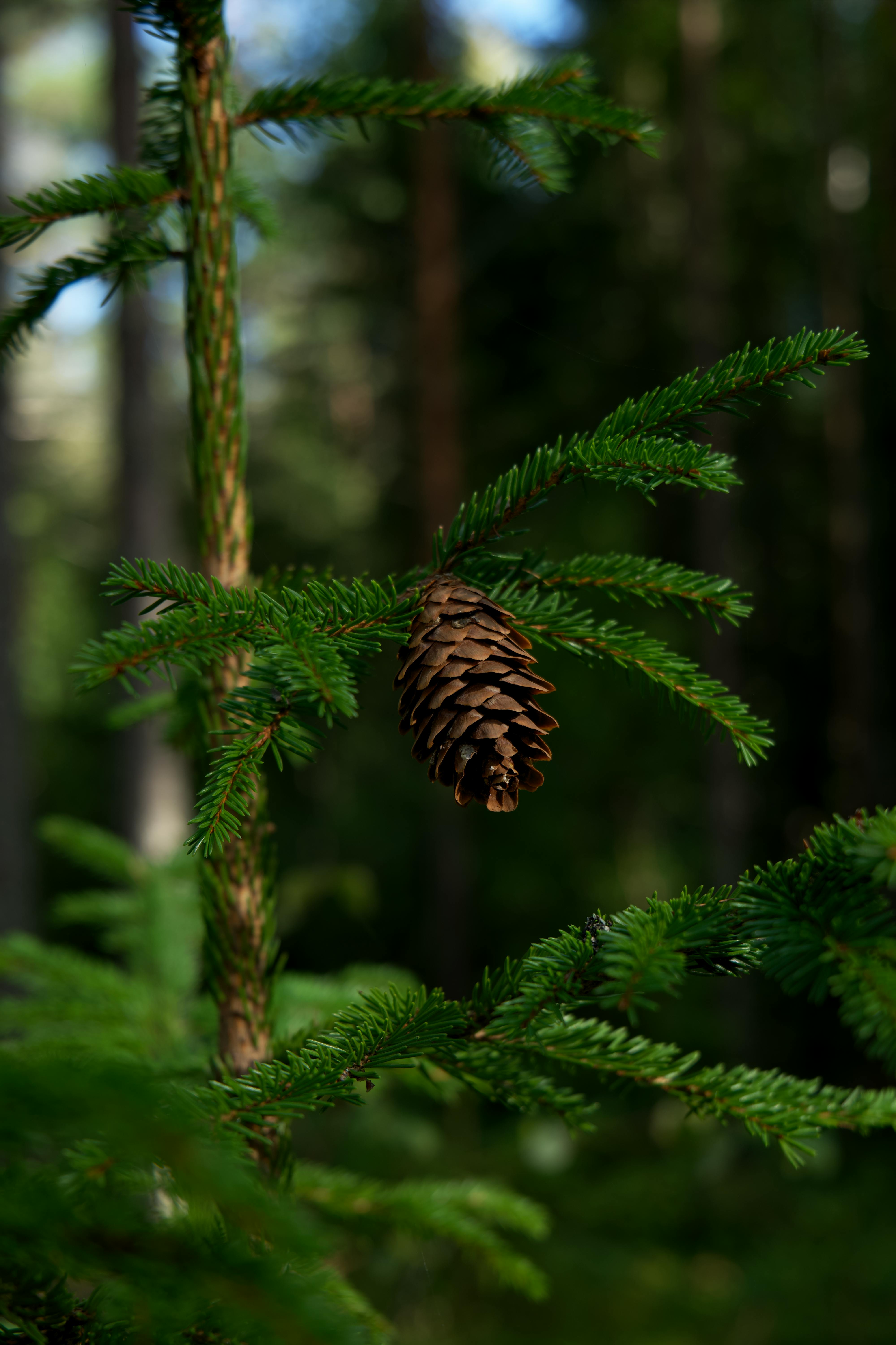 Cone Photos, Download The BEST Free Cone Stock Photos & HD Images