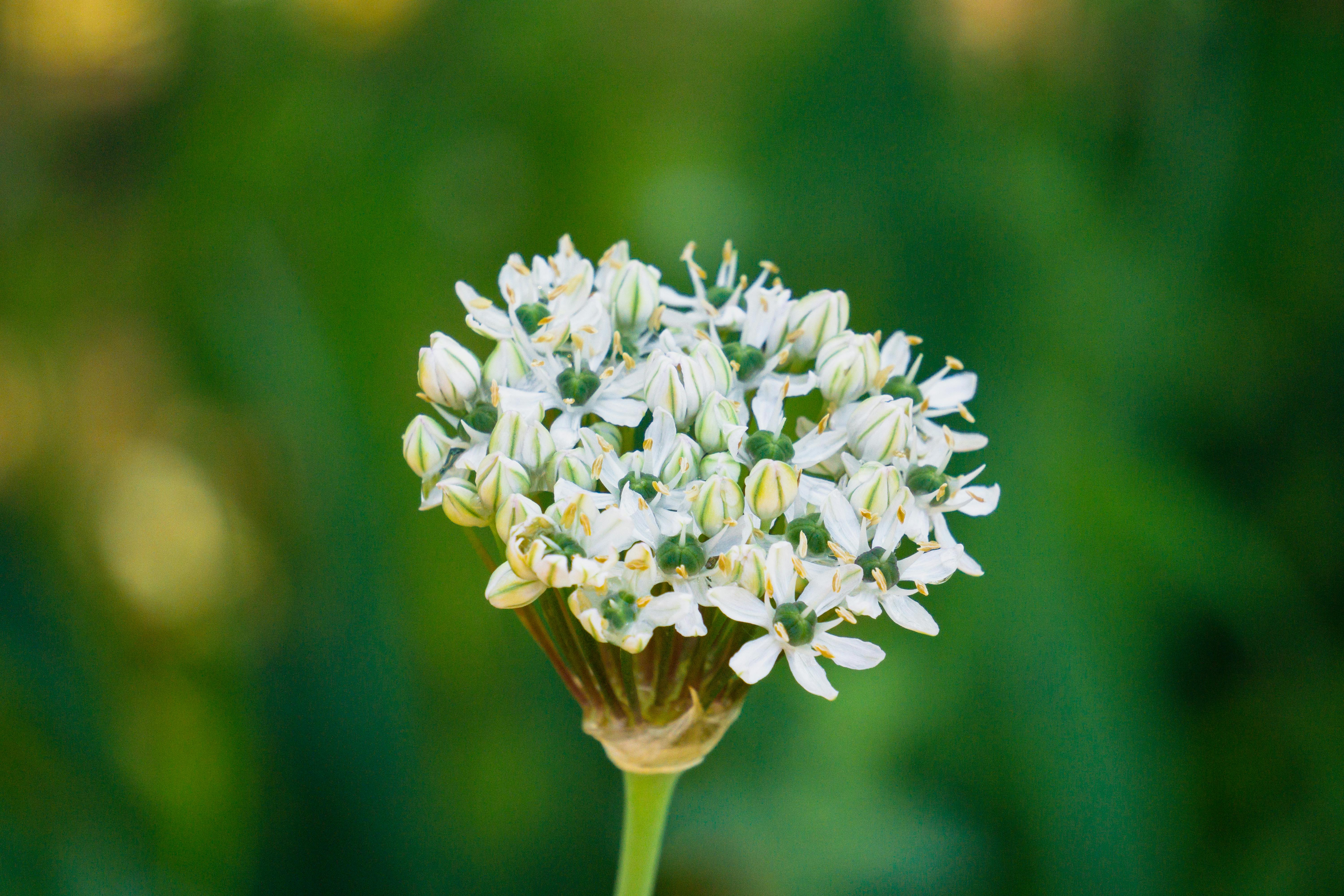 Dark Elegance by Aravind Reddy Tarugu · Free Stock Photo