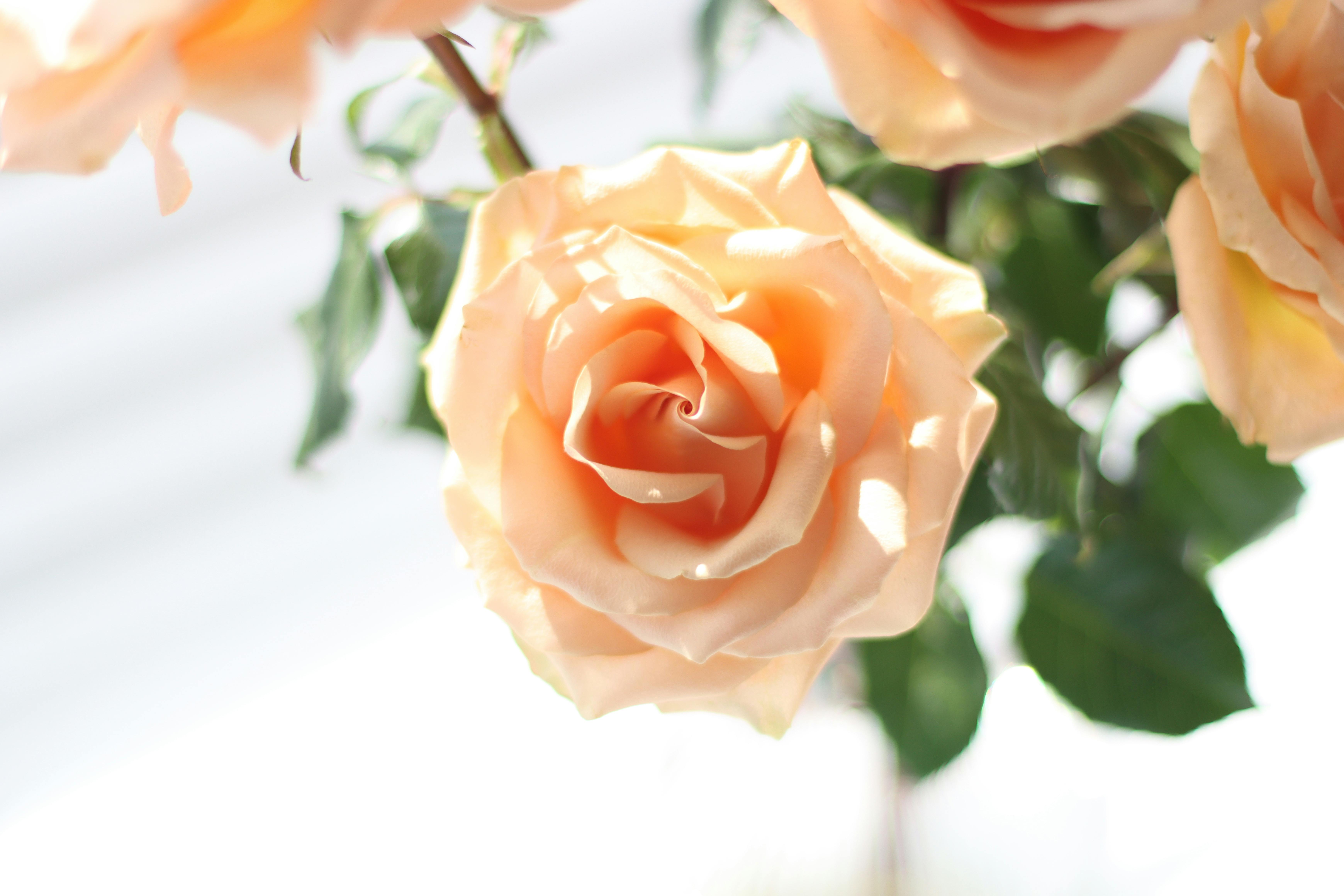 Beautiful Peach Roses · Free Stock Photo