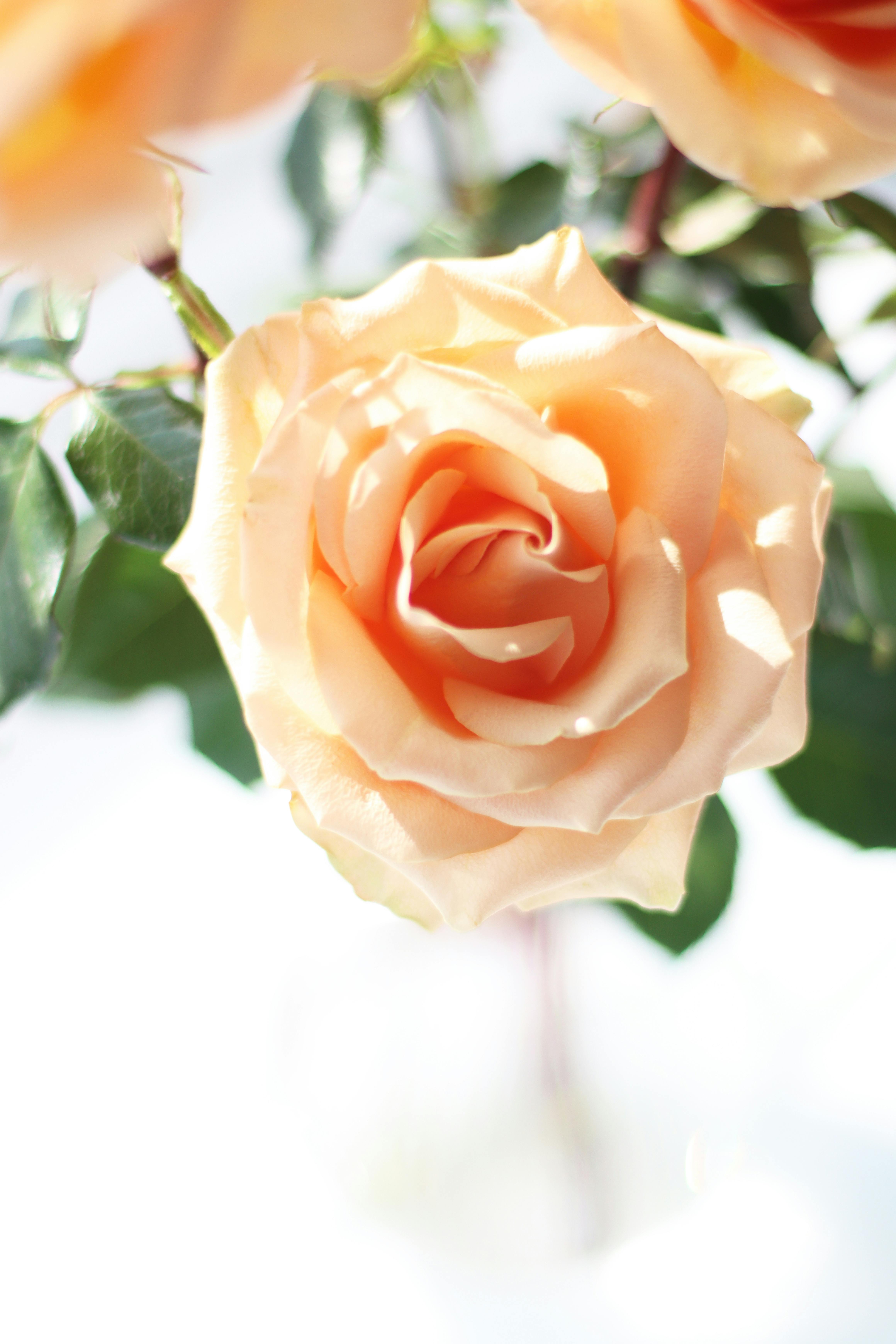 Beautiful Peach Rose · Free Stock Photo