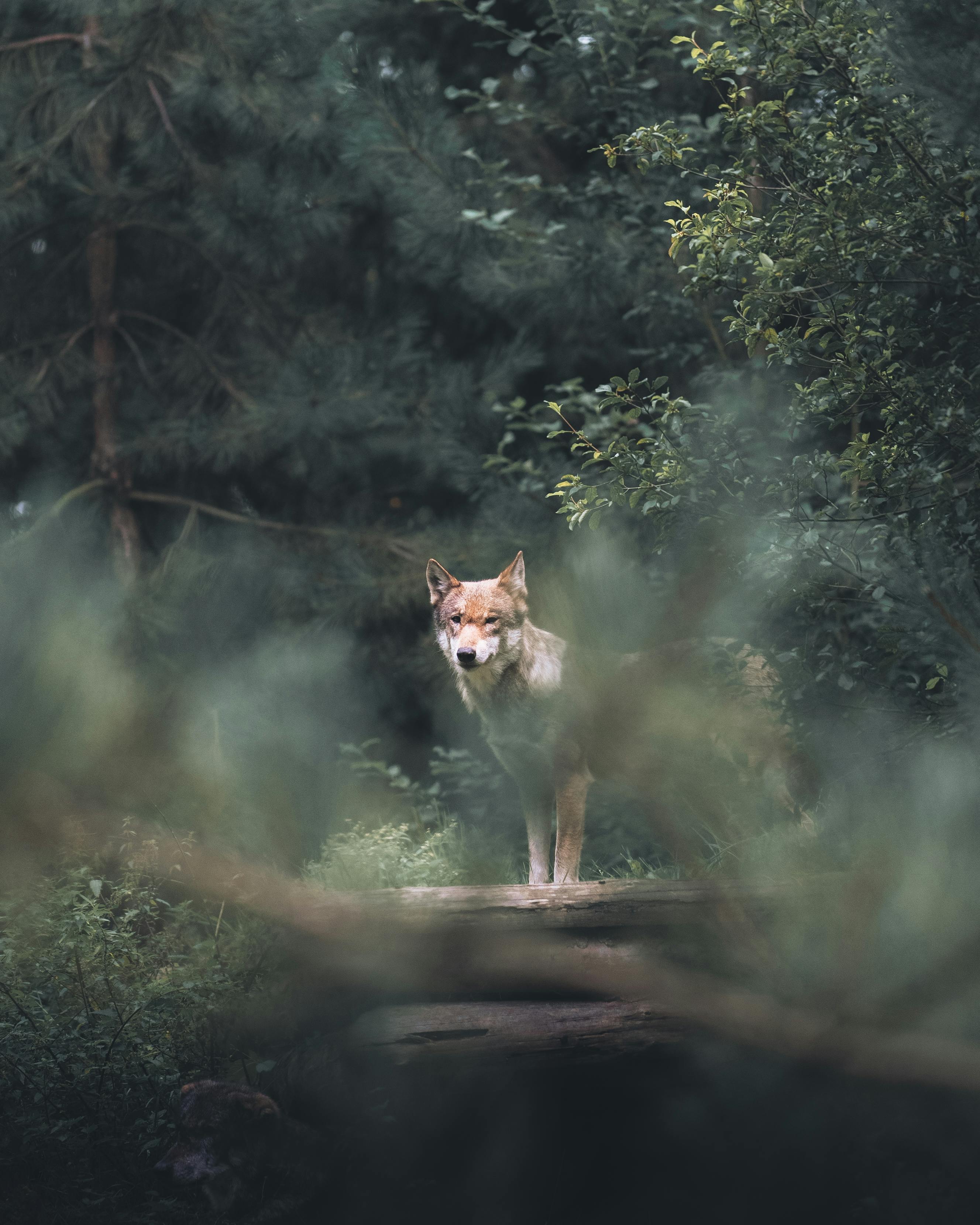 Wolf Standing at the Edge of the Forest · Free Stock Photo