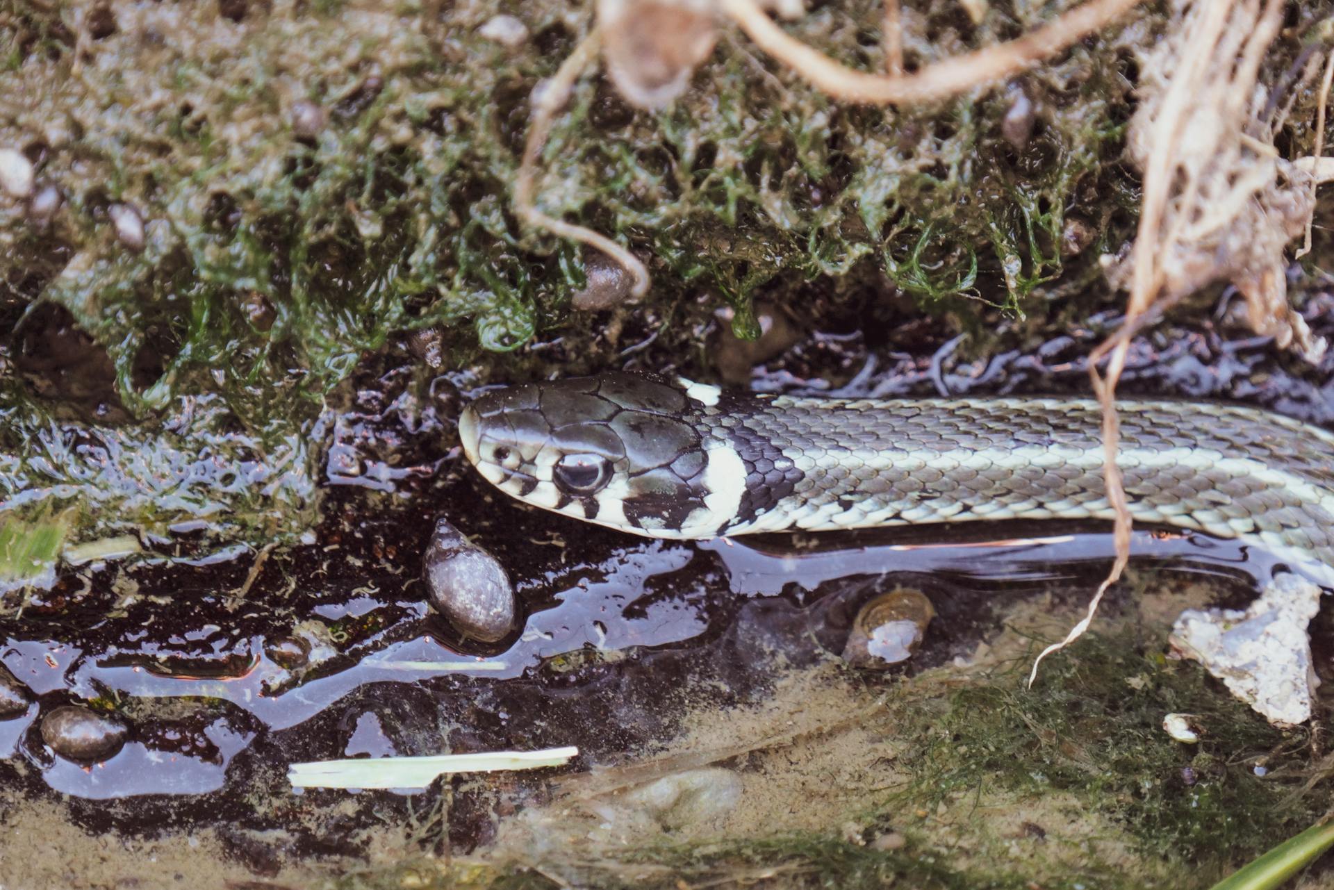 Western Hognose Snake Diet Essentials for Healthy Beginners