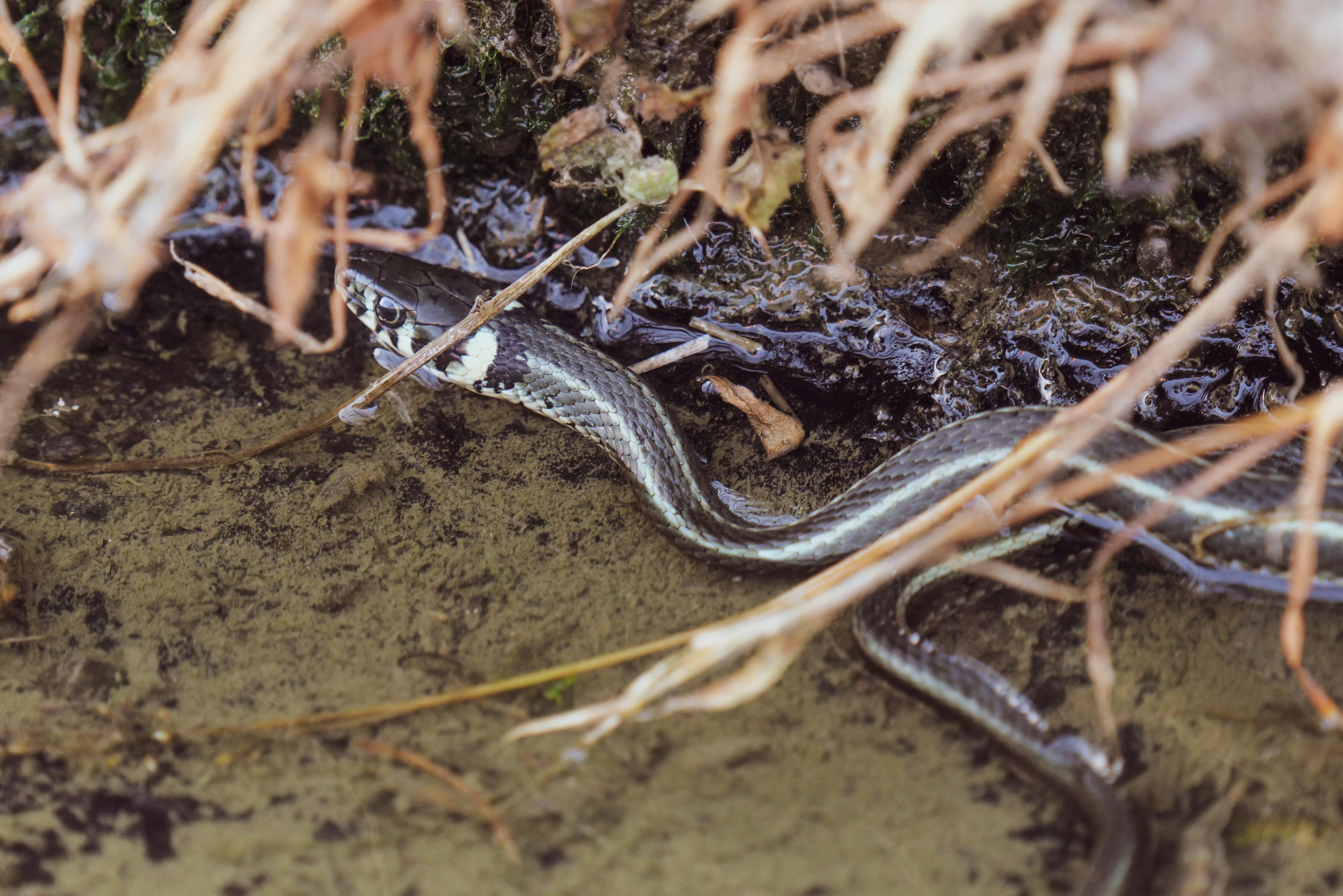 Diamondback Water Snake Range Map: Full Guide & Details