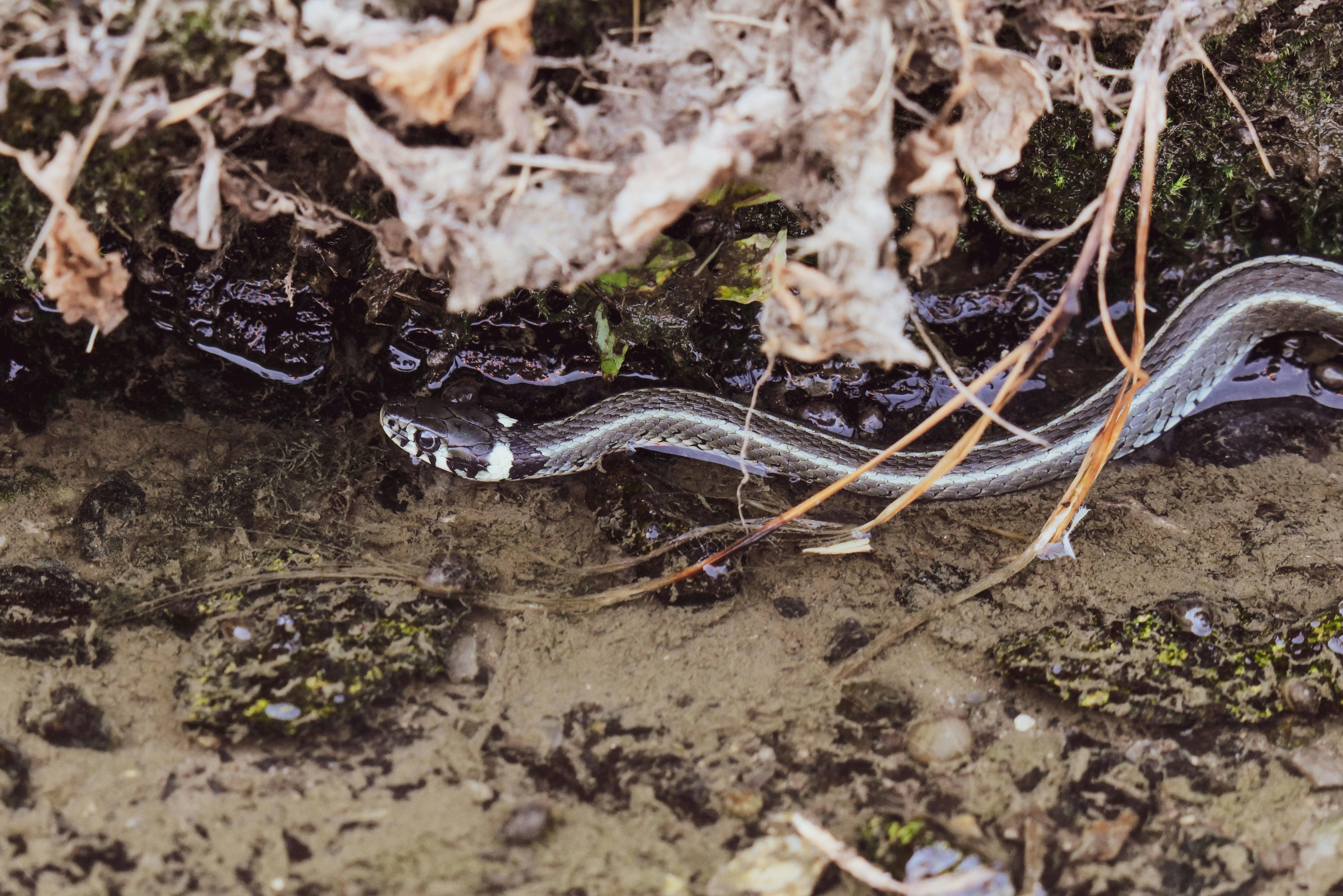 Mexican Garter Snake in Puddle · Free Stock Photo