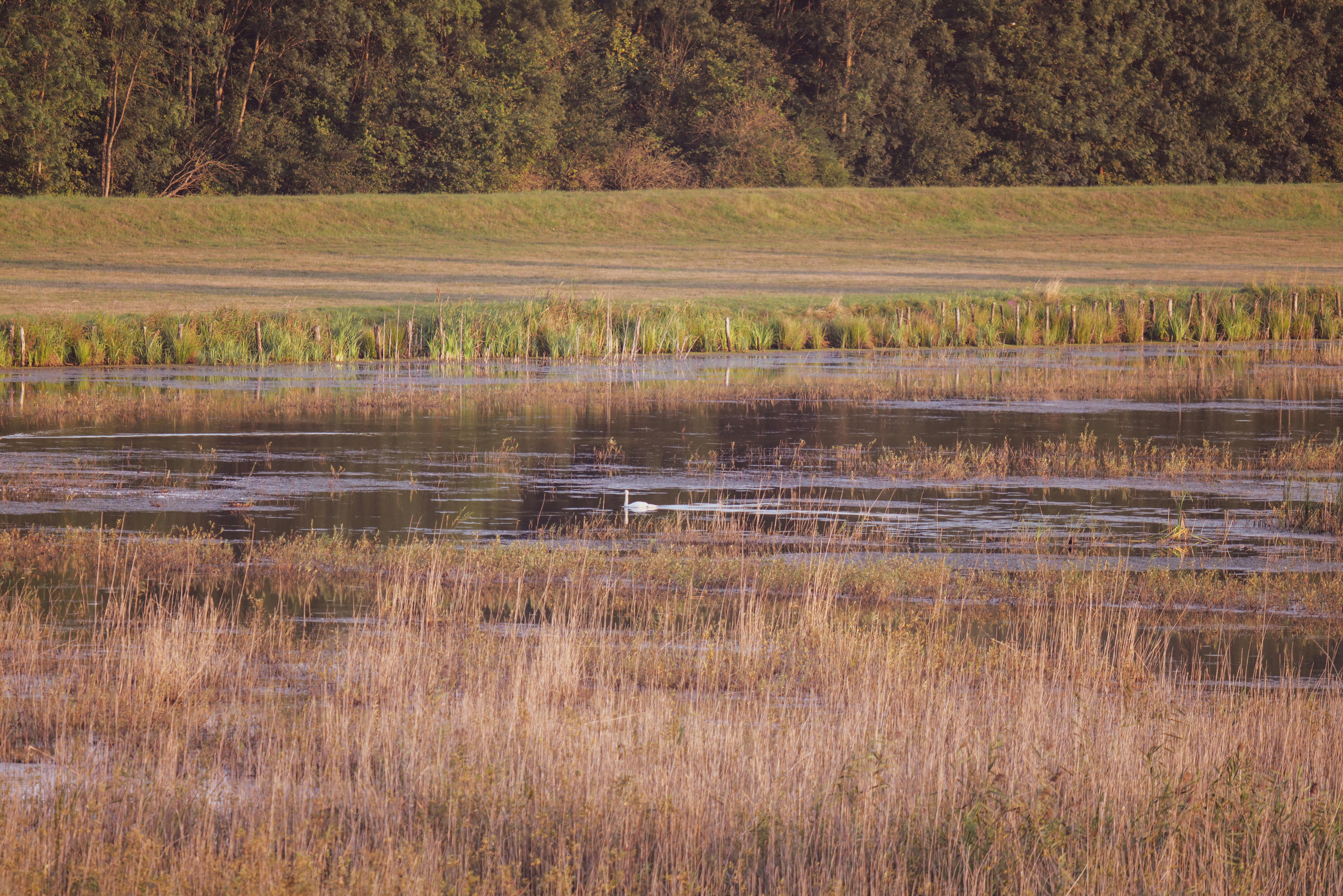 Rushes on Lake · Free Stock Photo