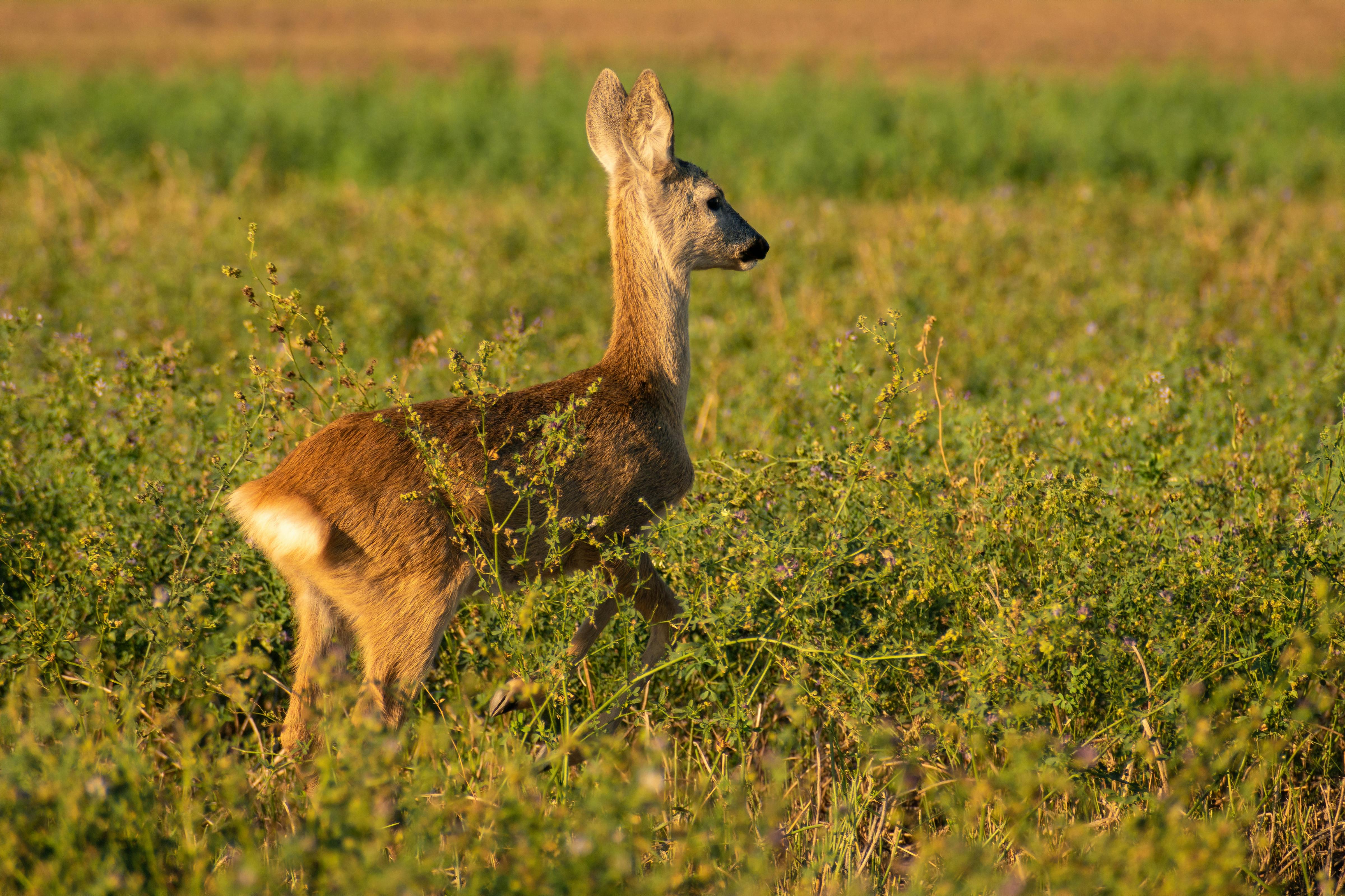 Deer on Grassland · Free Stock Photo