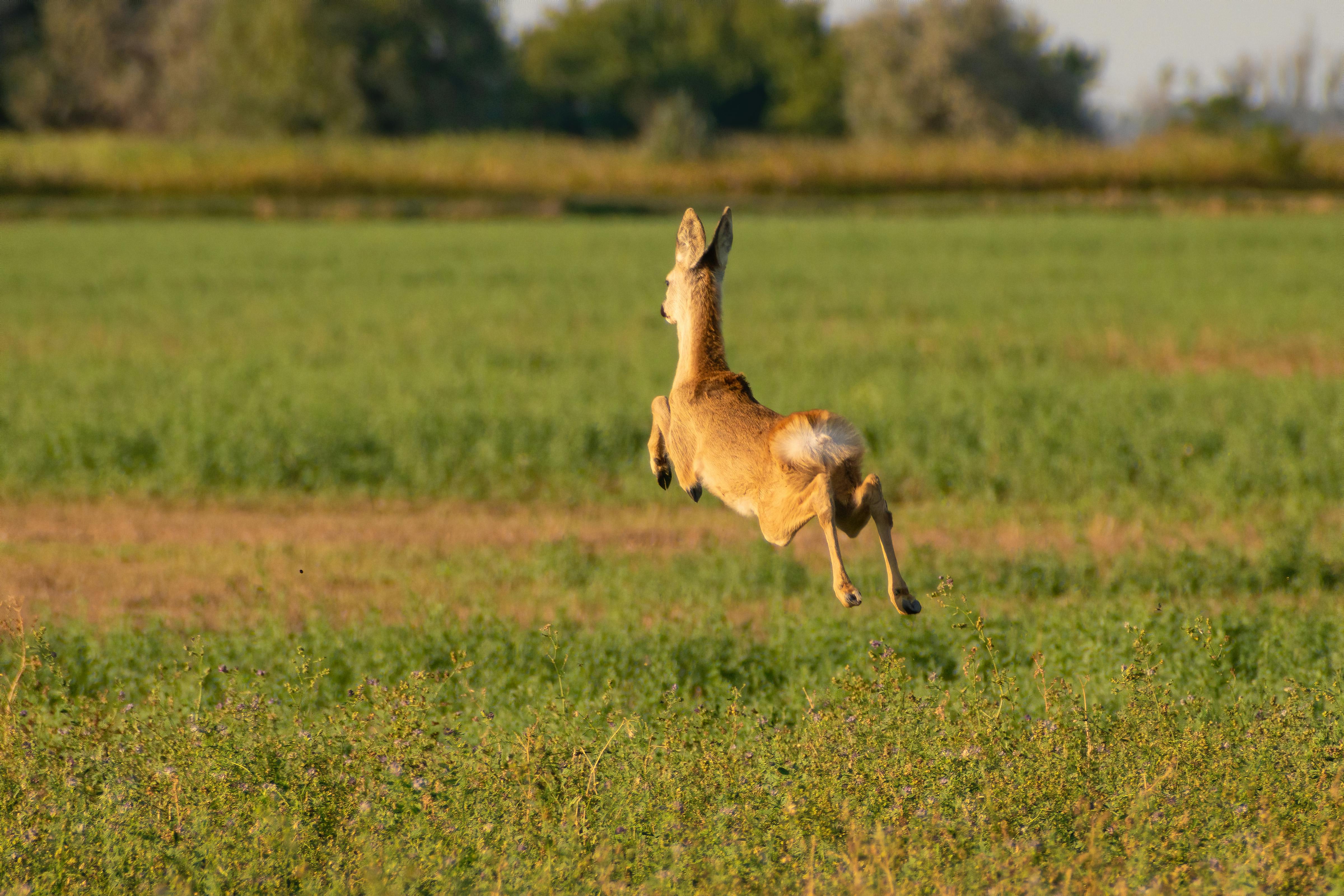 Deer Jumping Photos, Download The BEST Free Deer Jumping Stock Photos ...