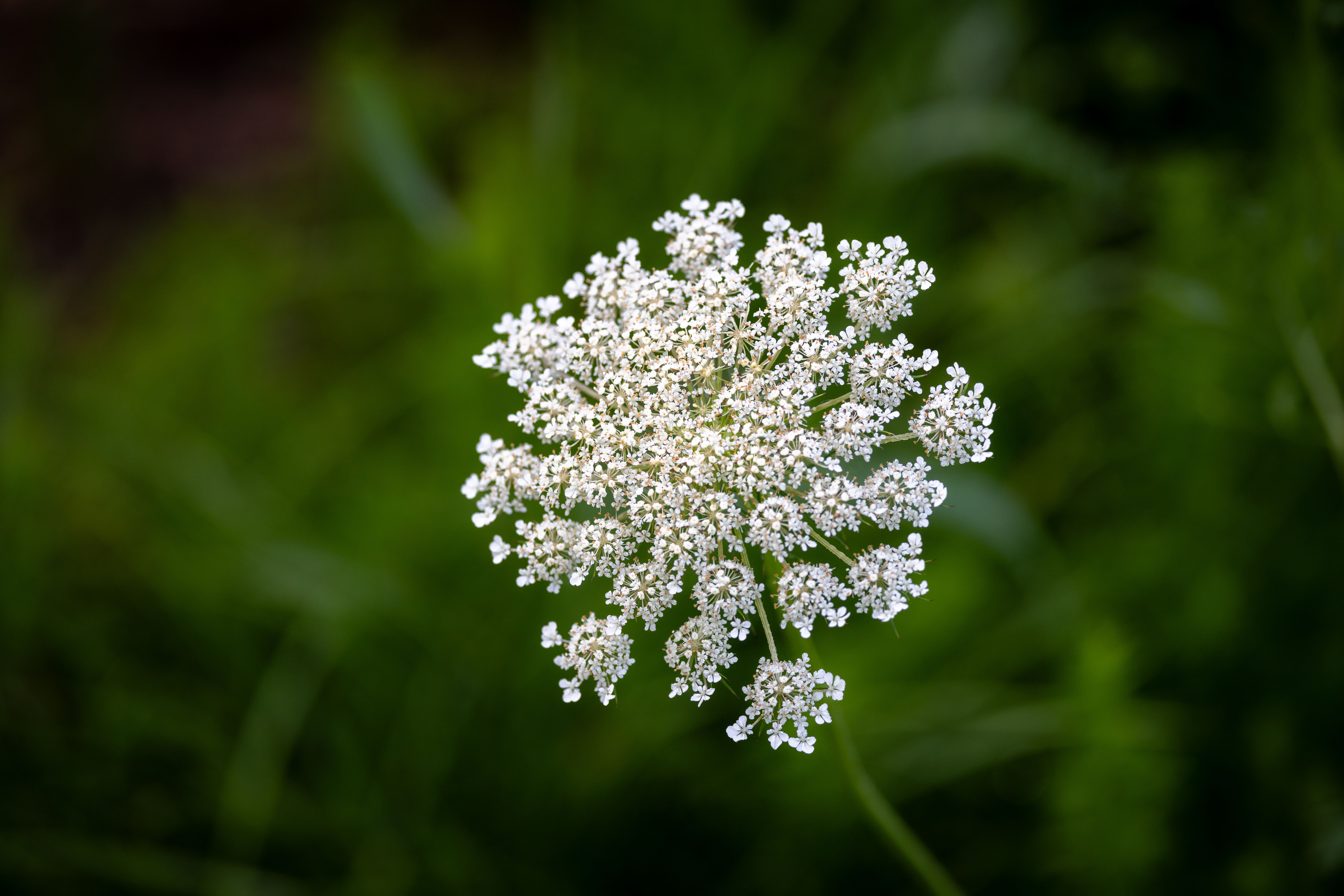 Close-up of Dry Wild Carrot Flowers · Free Stock Photo