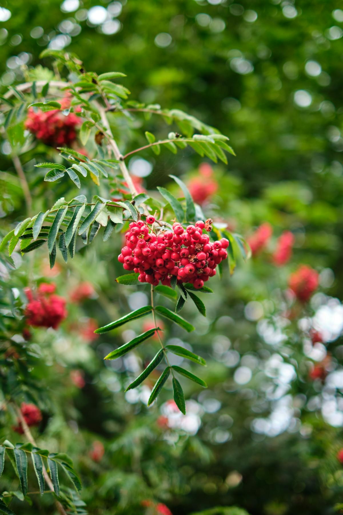 Rowan Tree Photos, Download The BEST Free Rowan Tree Stock Photos & HD ...
