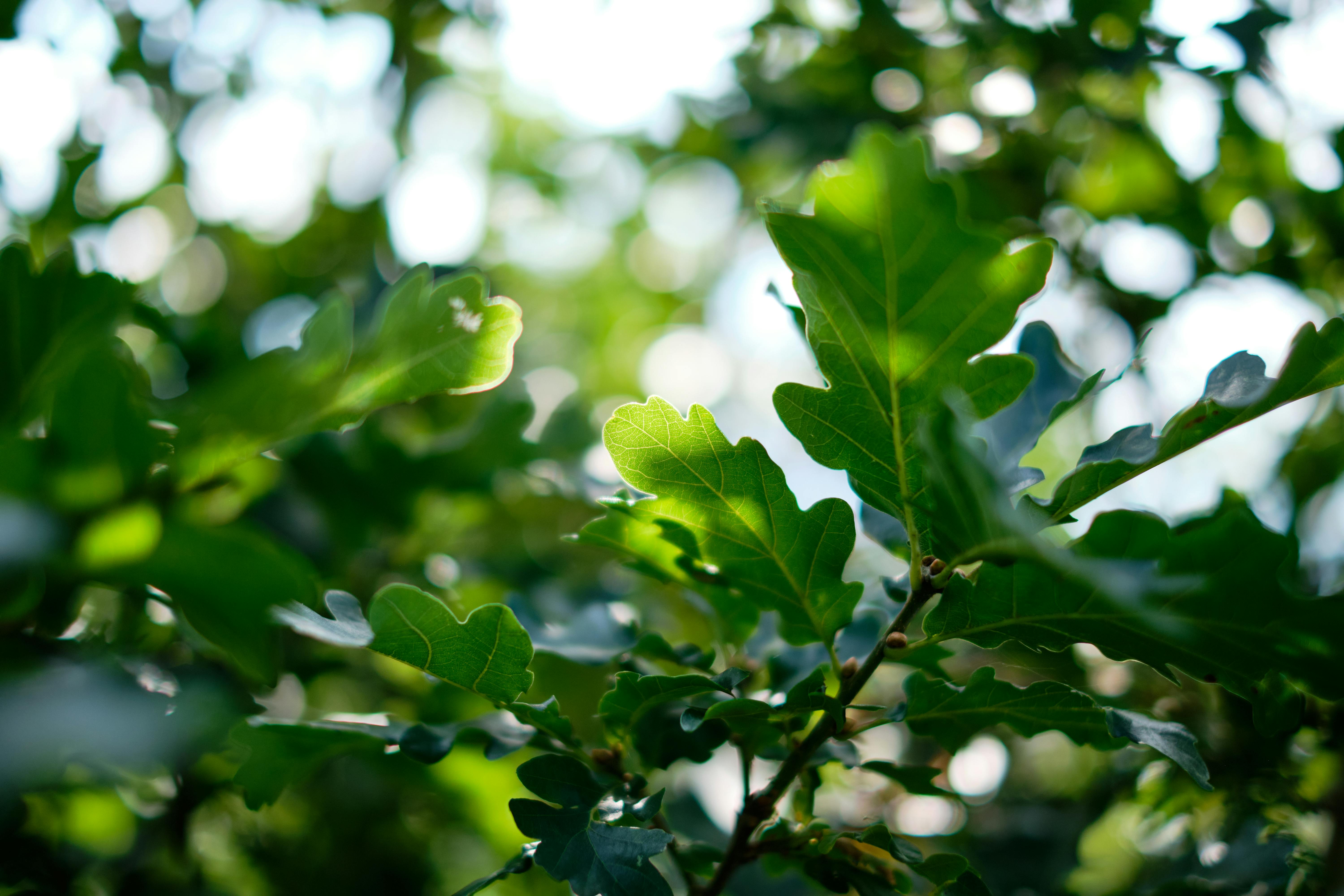 Green Leafed Tree · Free Stock Photo