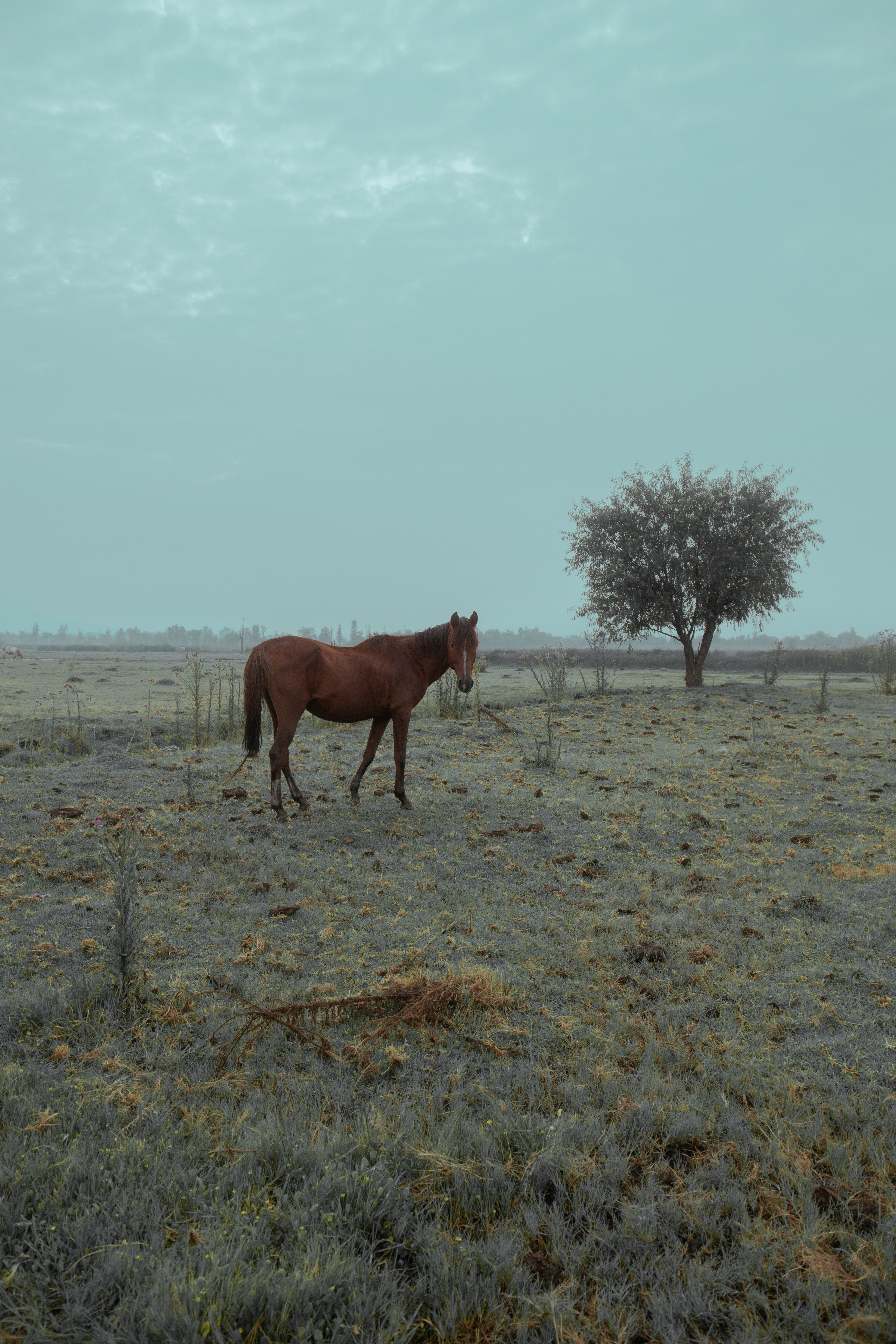 Bleeding Horse Photos, Download The BEST Free Bleeding Horse Stock ...