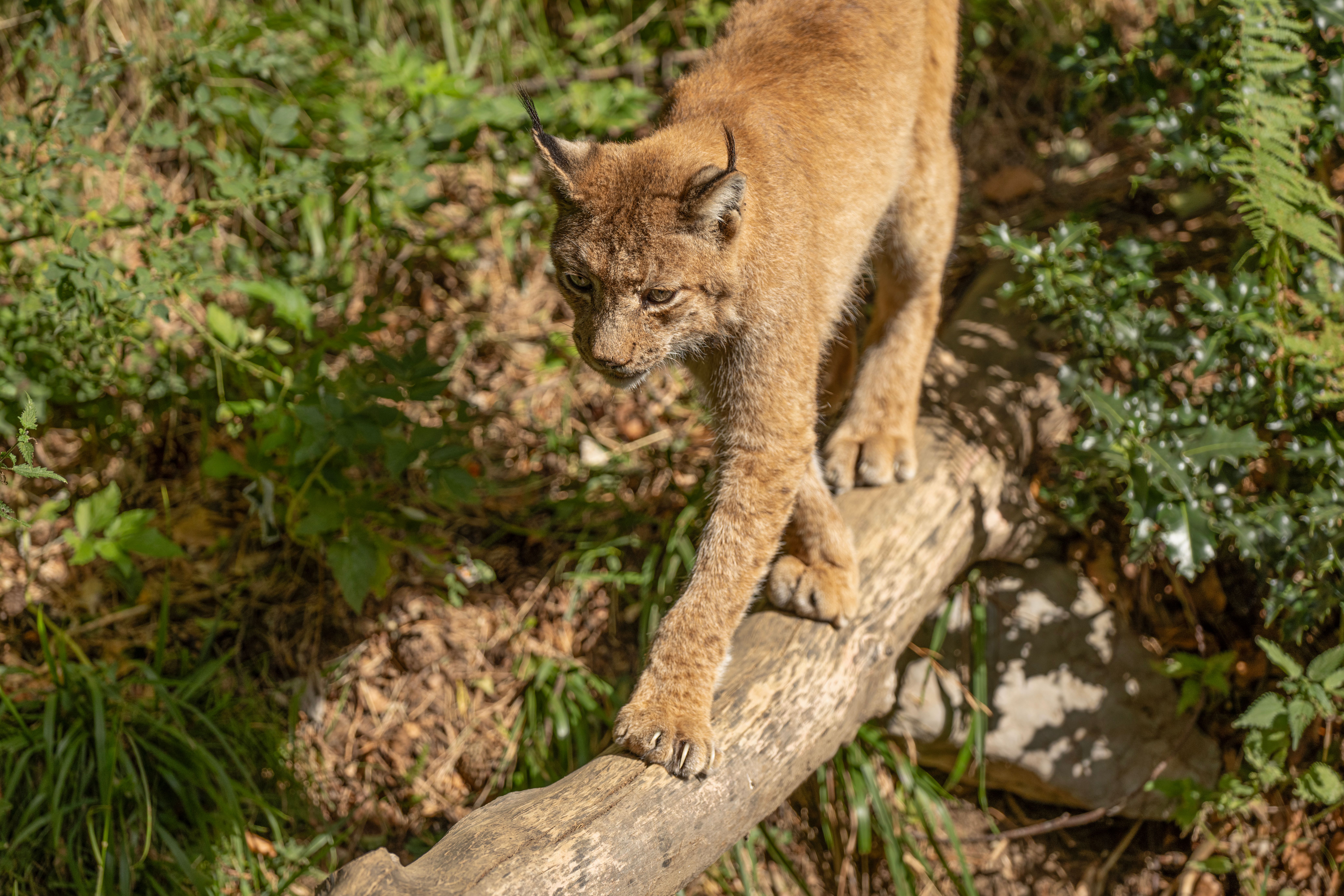 Photo gratuite de @extérieur, animal, animal de la forêt, bûche ...
