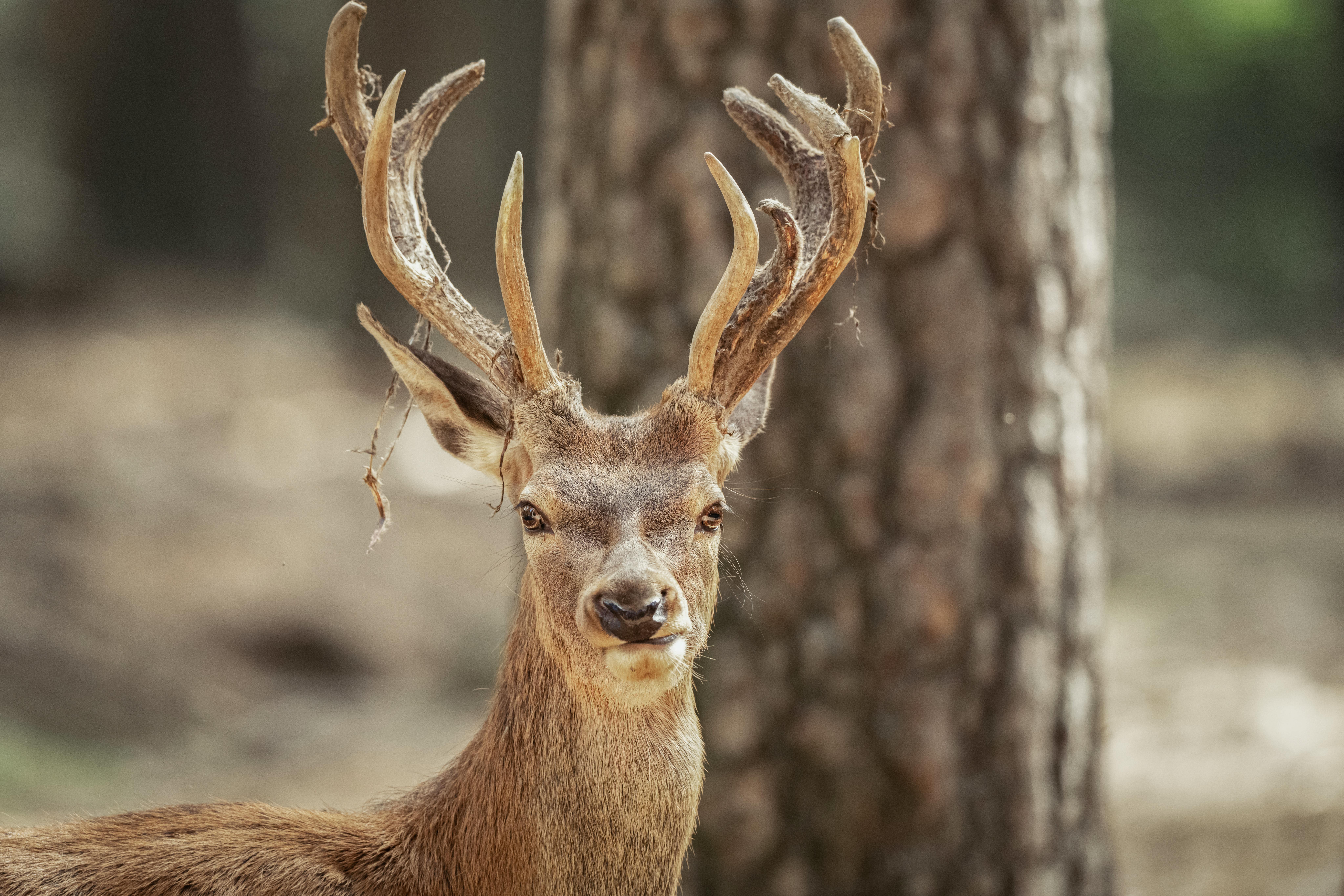 Selective Focus Photo of Deer · Free Stock Photo