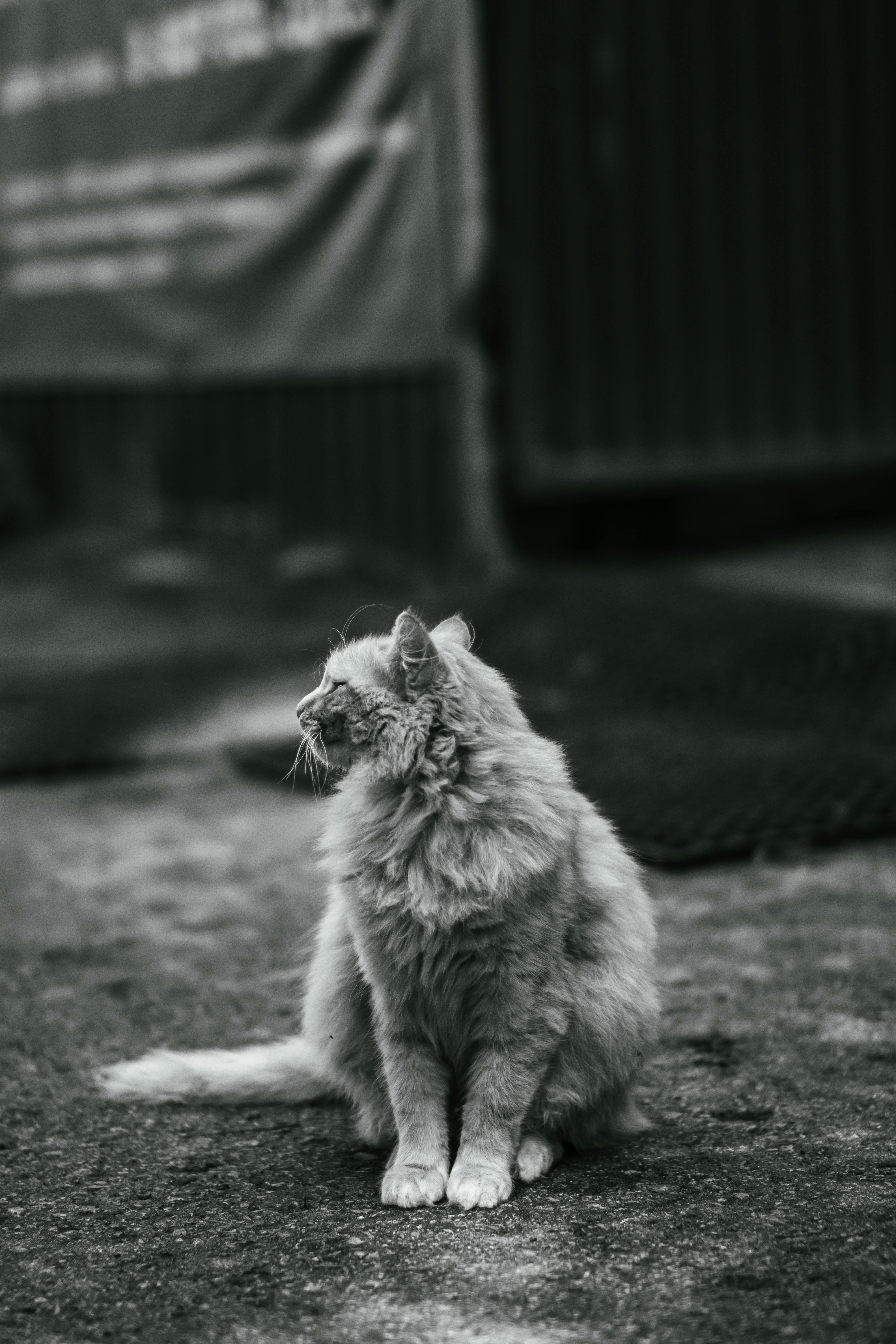 Busok Cat Photos, Download The BEST Free Busok Cat Stock Photos & HD Images