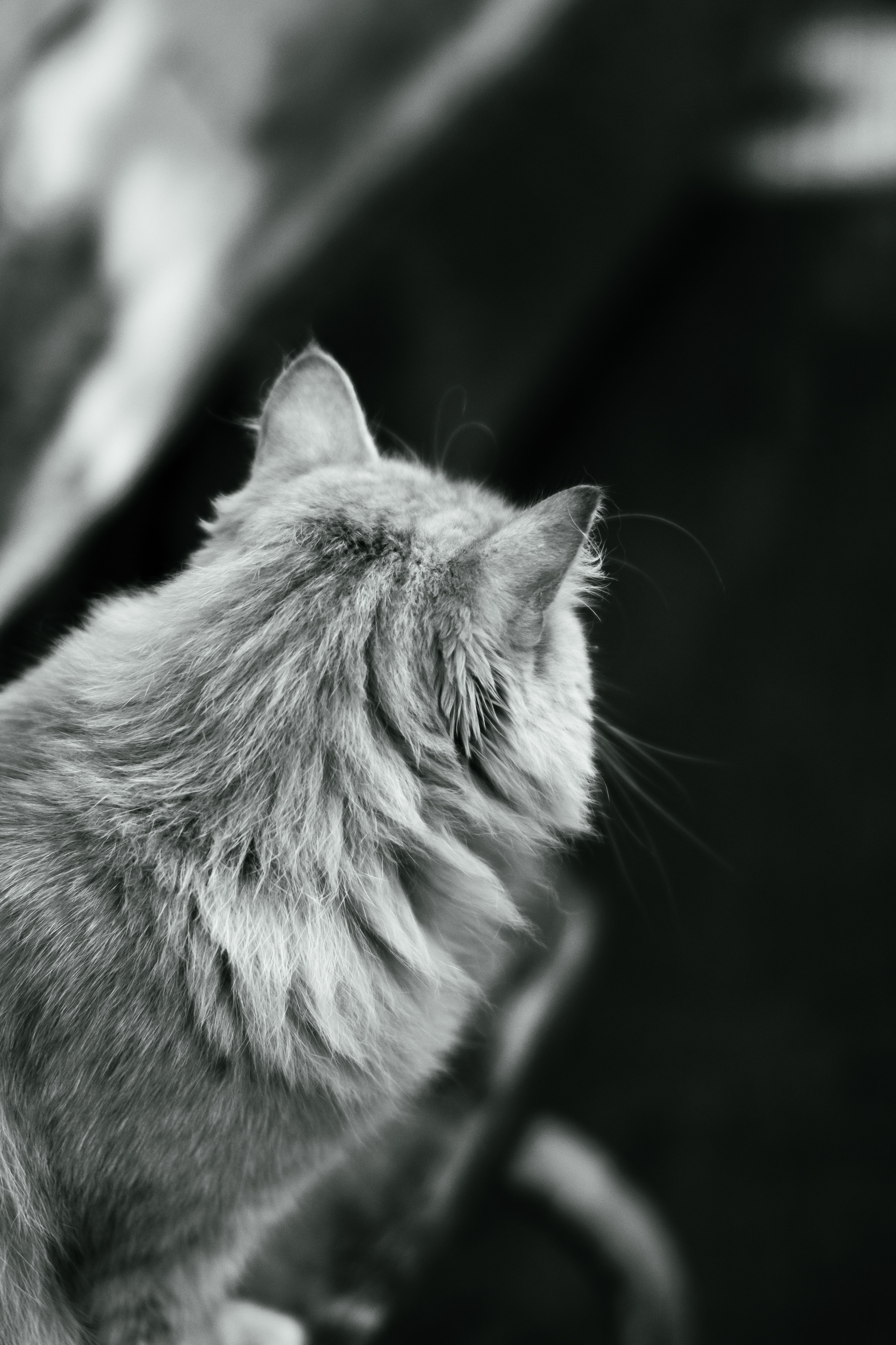 Back of Fluffy Cat · Free Stock Photo