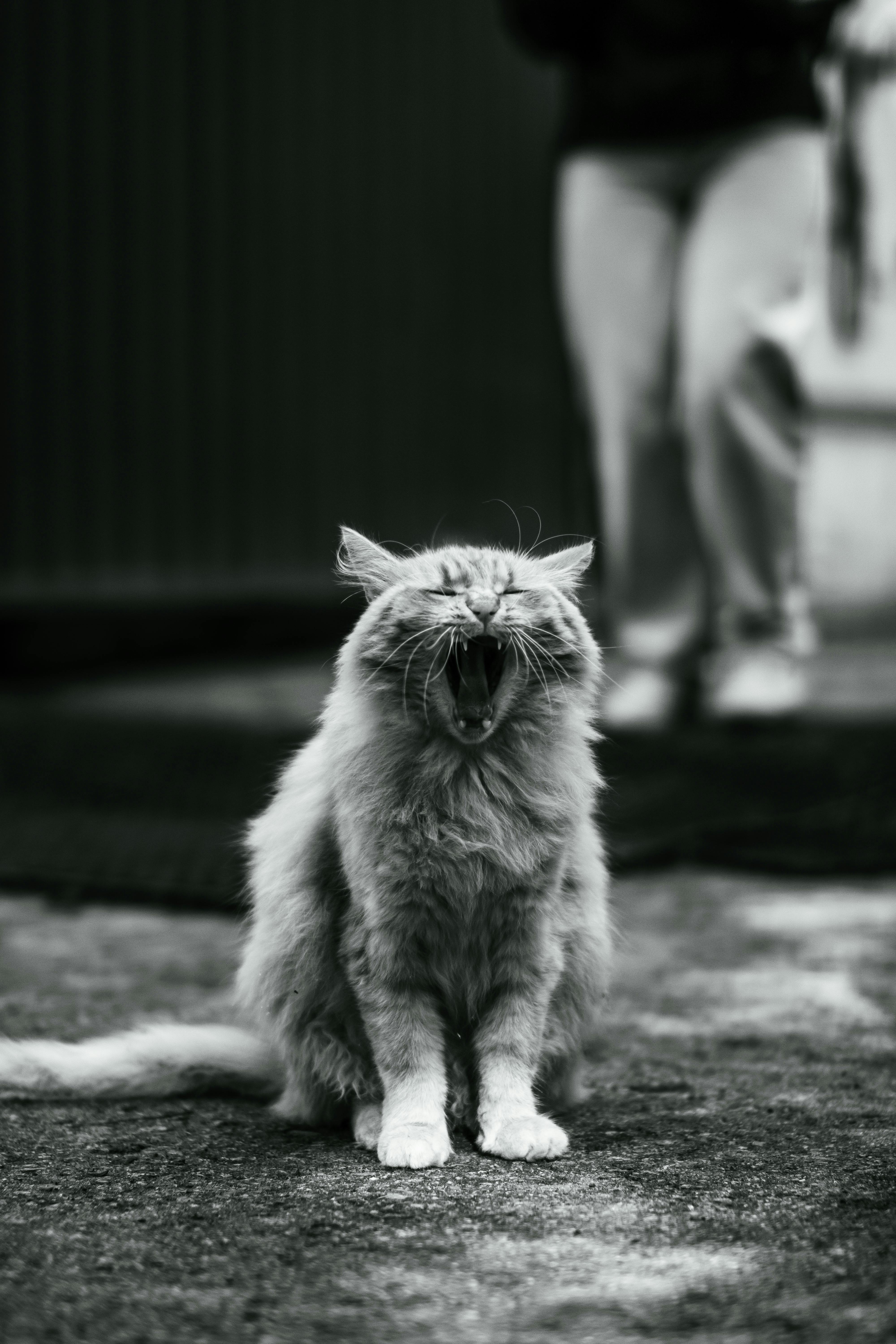 Funny Yawning Cat · Free Stock Photo